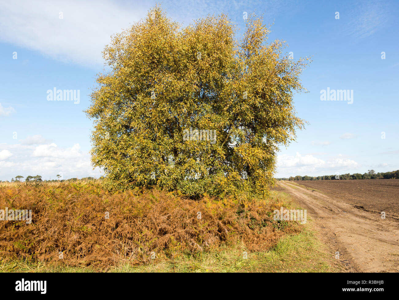 Silver birch, Betula pendula, heath vegetation in Suffolk Sandlings ...