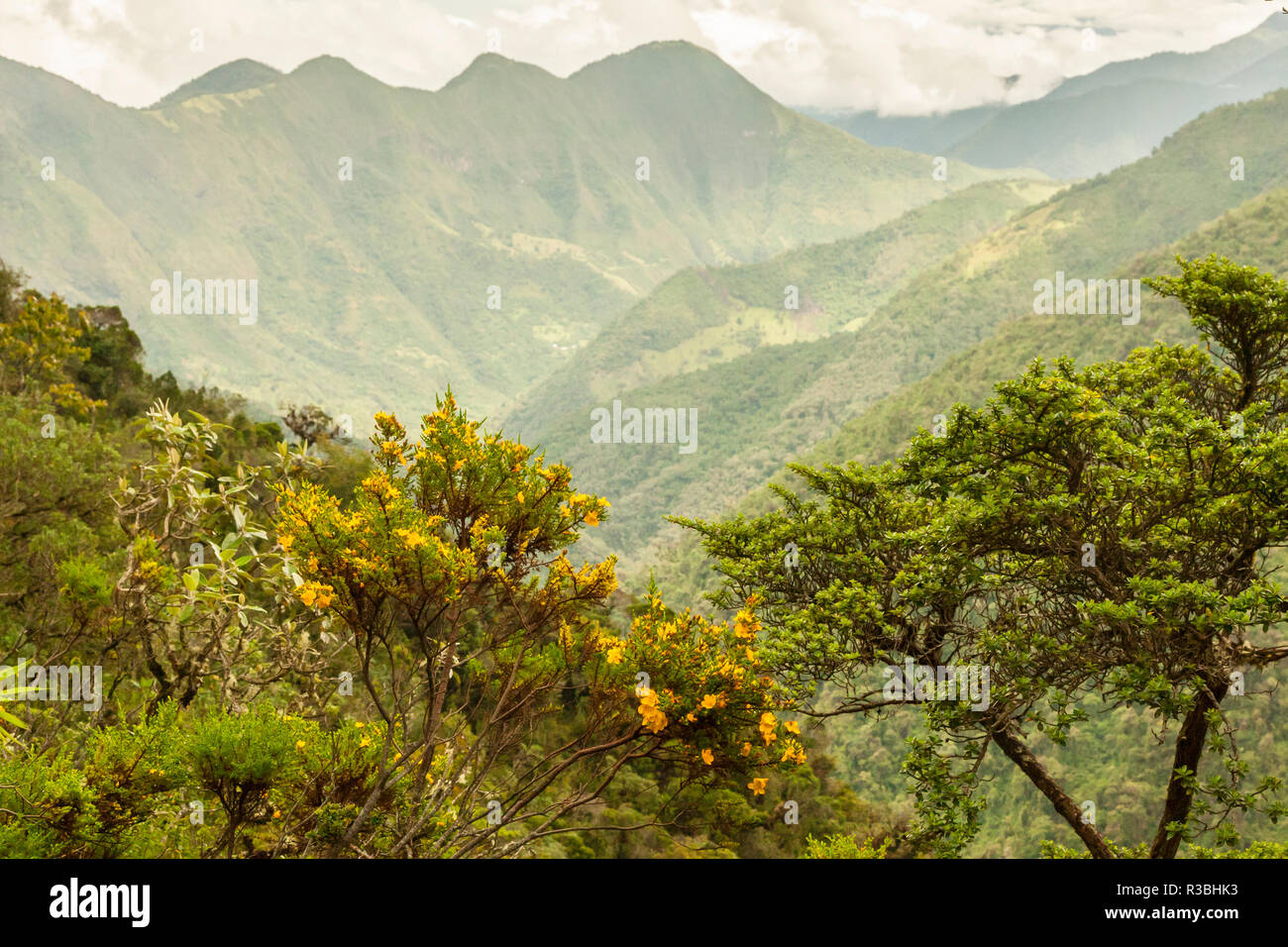 Ecuador flower andes mountain hi-res stock photography and images - Alamy
