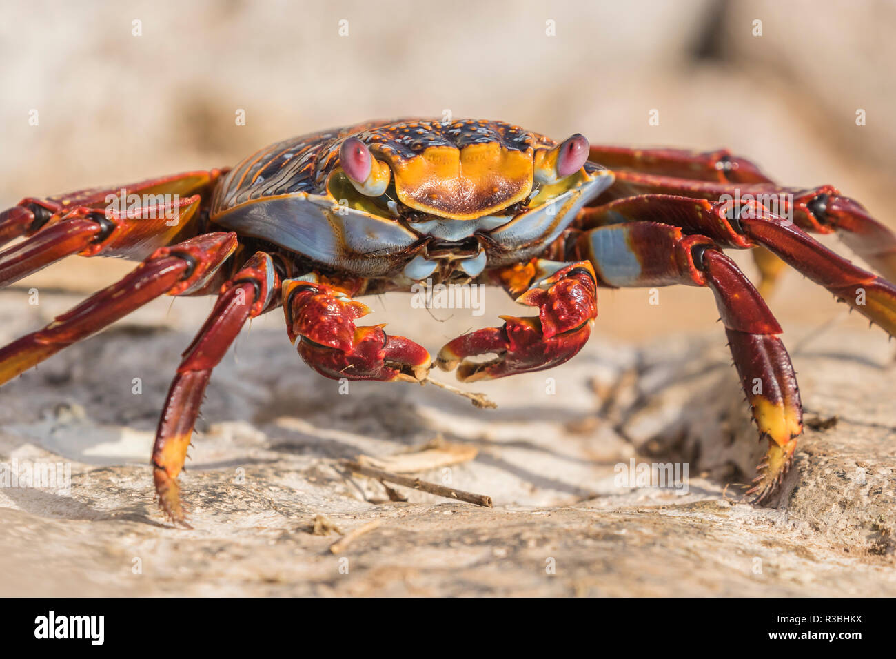 Ecuador, Galapagos National Park. Close-up of Sally light foot crab ...