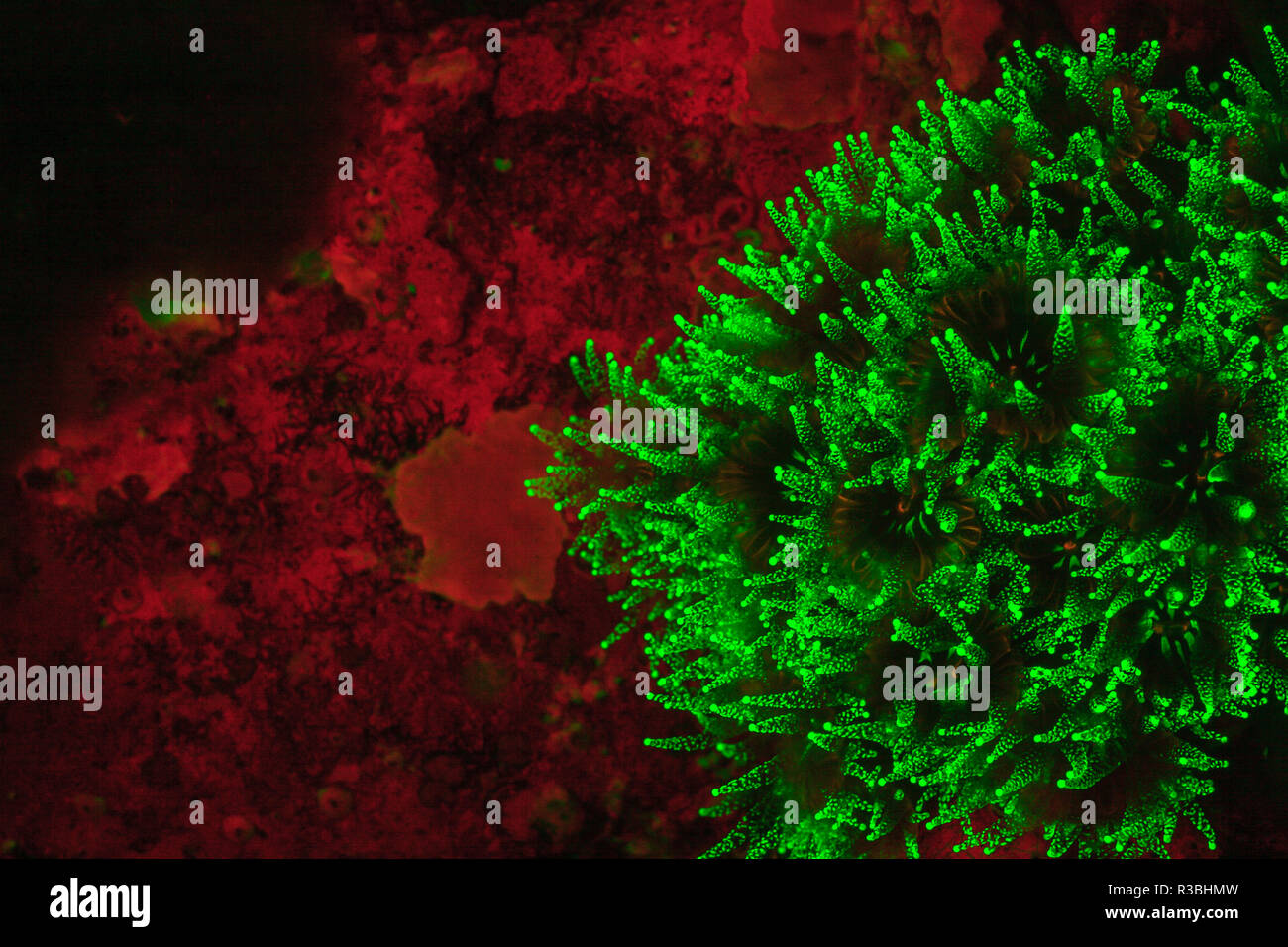 Natural occurring Fluorescence emitted at night using special UV ...