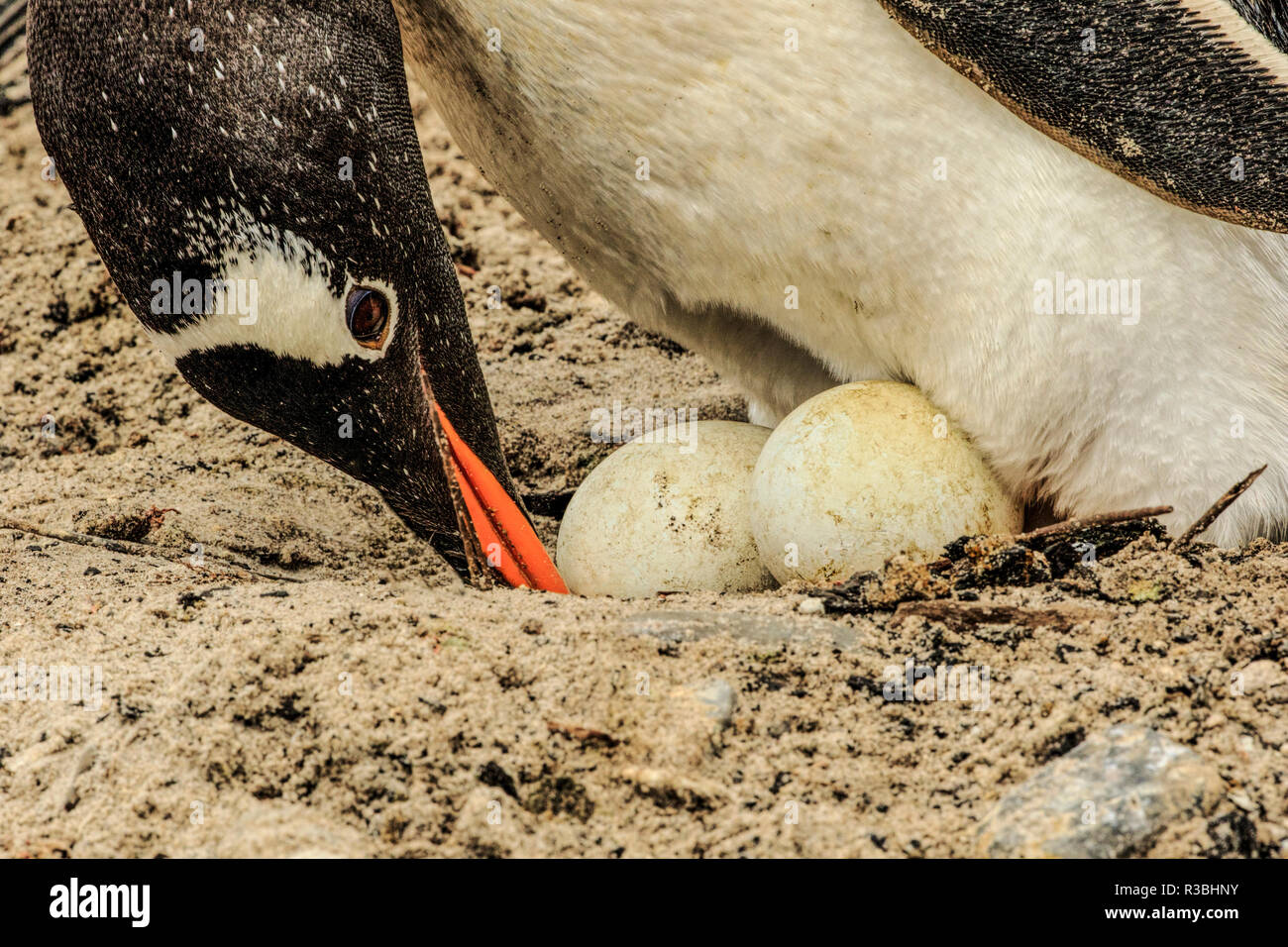 Gentoo penguin on nest with egg hi-res stock photography and images - Alamy