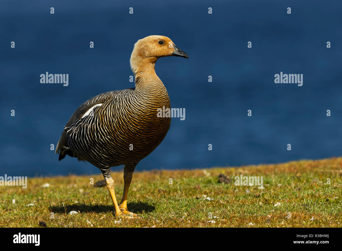 Upland Goose or Magellan Goose, Chloephaga picta, Falkland Islands ...