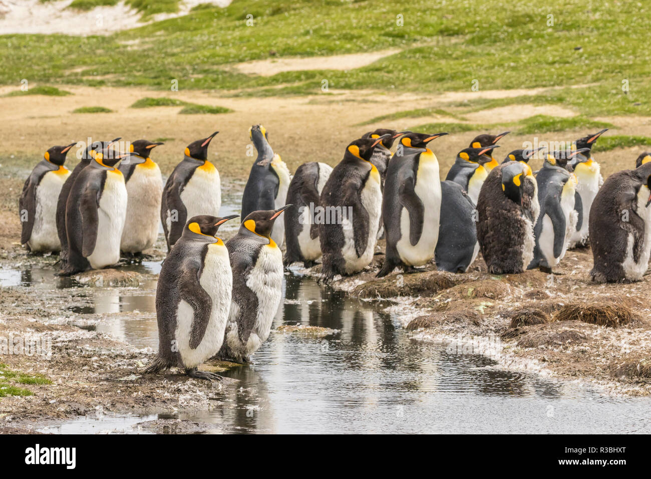 Falkland Islands, East Falkland. Group of king penguins Stock Photo - Alamy