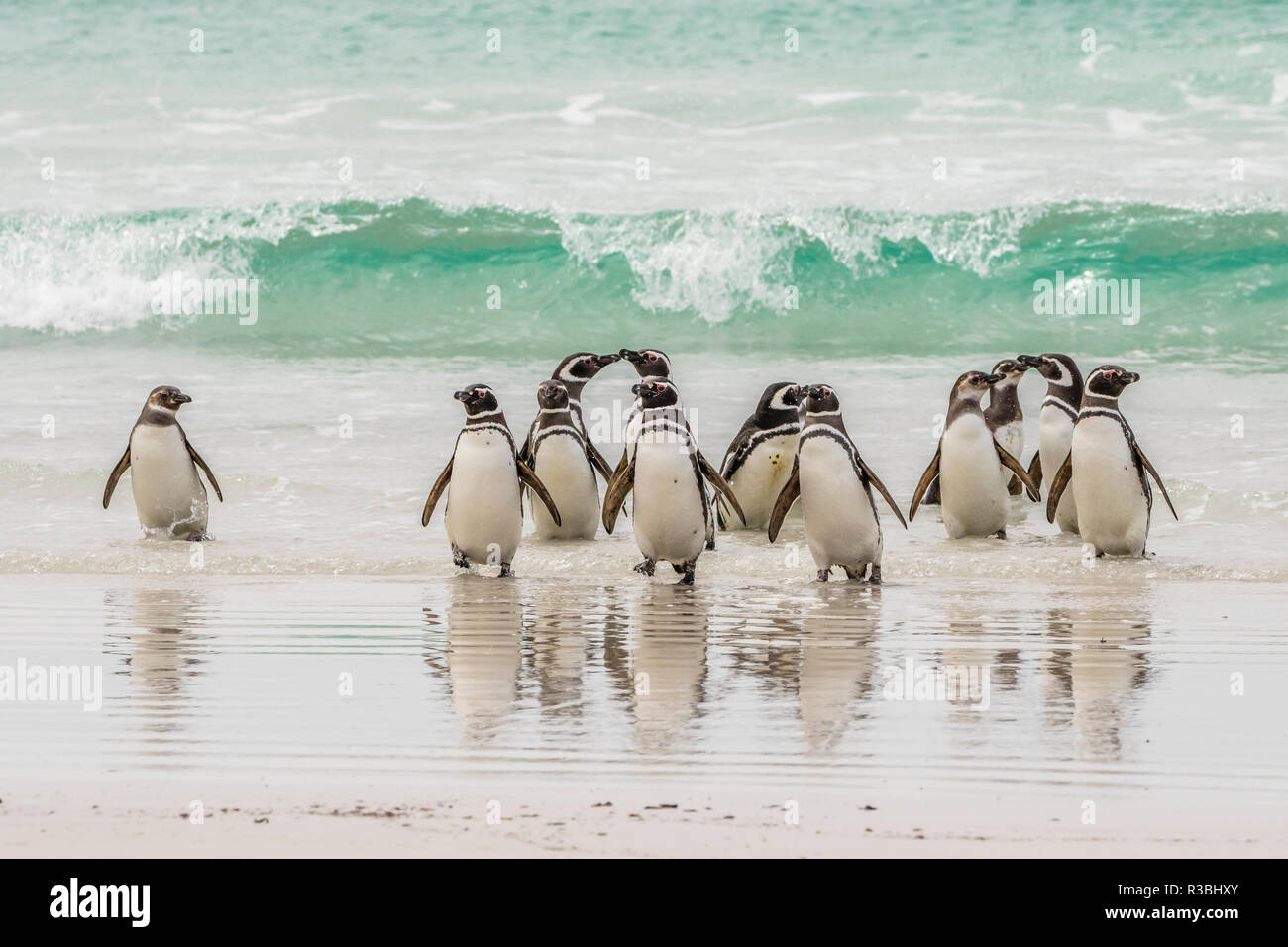 Falkland Islands, East Falkland. Magellanic penguins on beach Stock ...