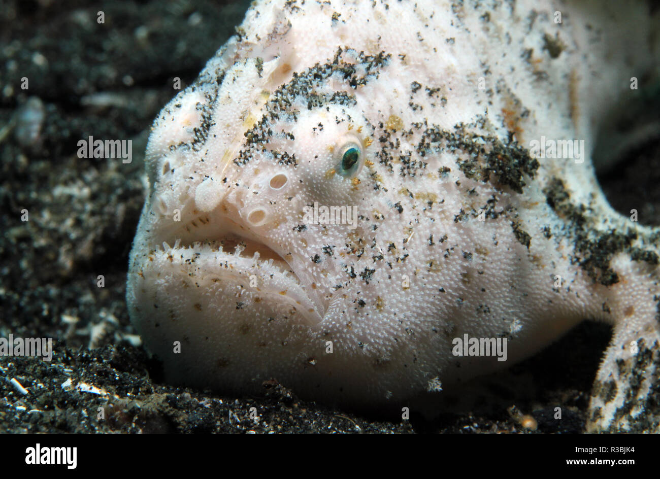 Antennarius hispidus shaggy frogfish hi-res stock photography and ...