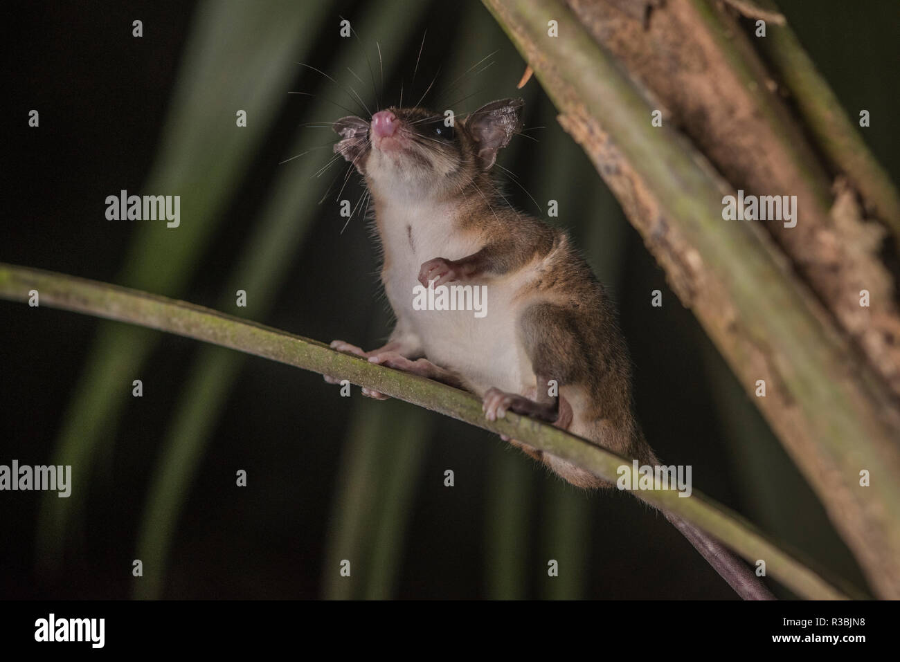 A small mouse opossum (marmosa sp) from Los Amigos biological station ...
