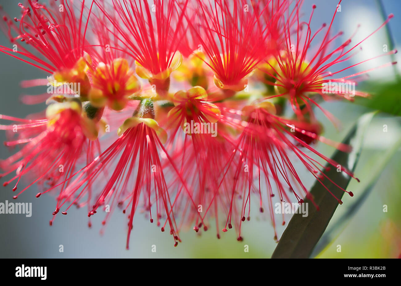 Captain cook plant hi-res stock photography and images - Alamy