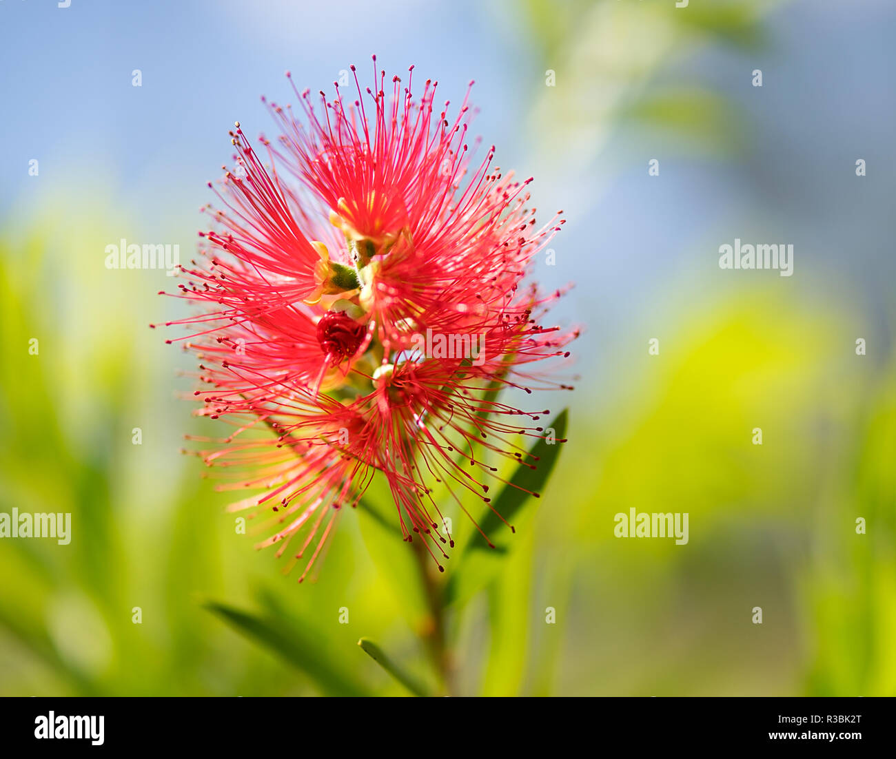 Captain cook plant hi-res stock photography and images - Alamy