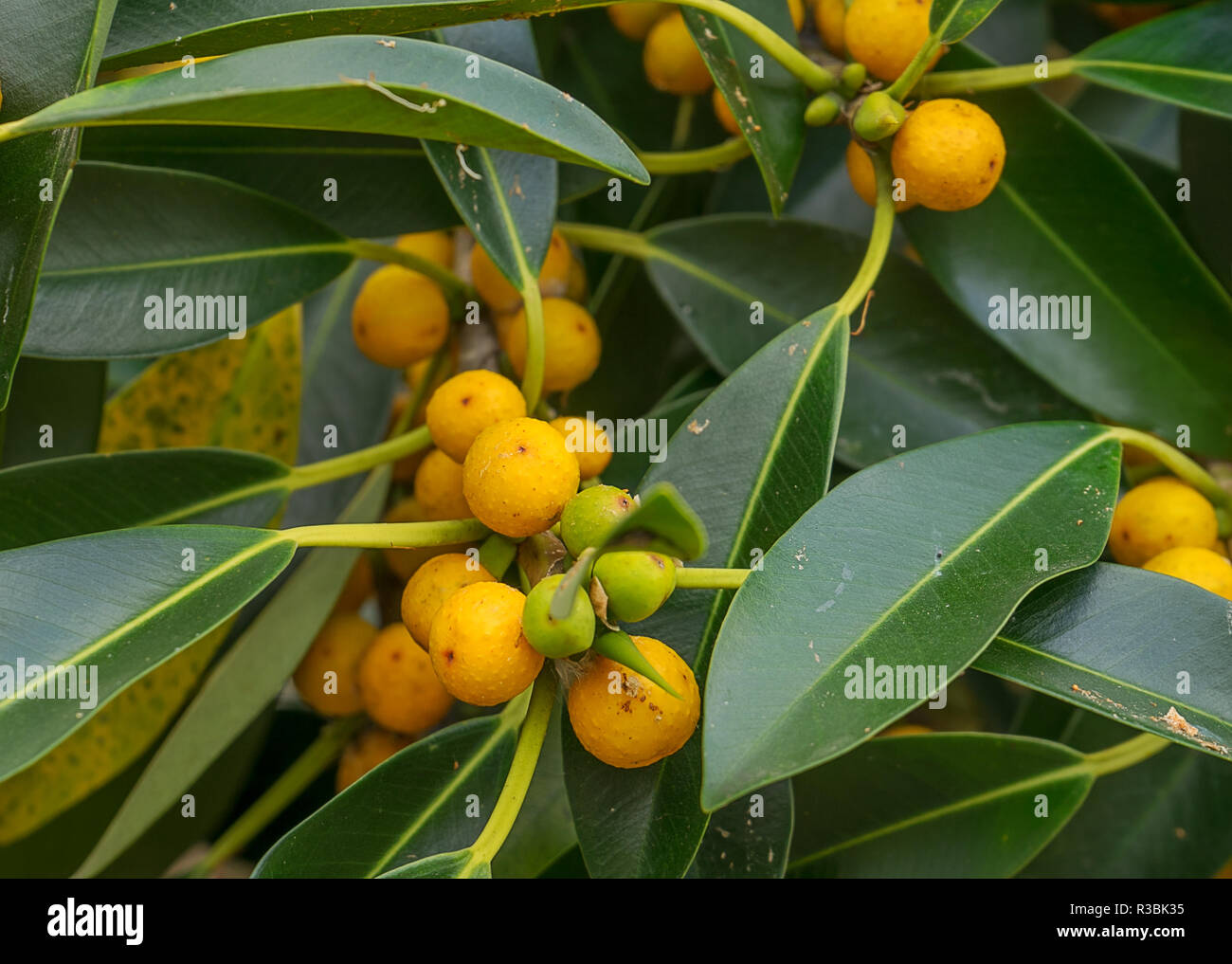 Ficus obliqua hi-res stock photography and images - Alamy