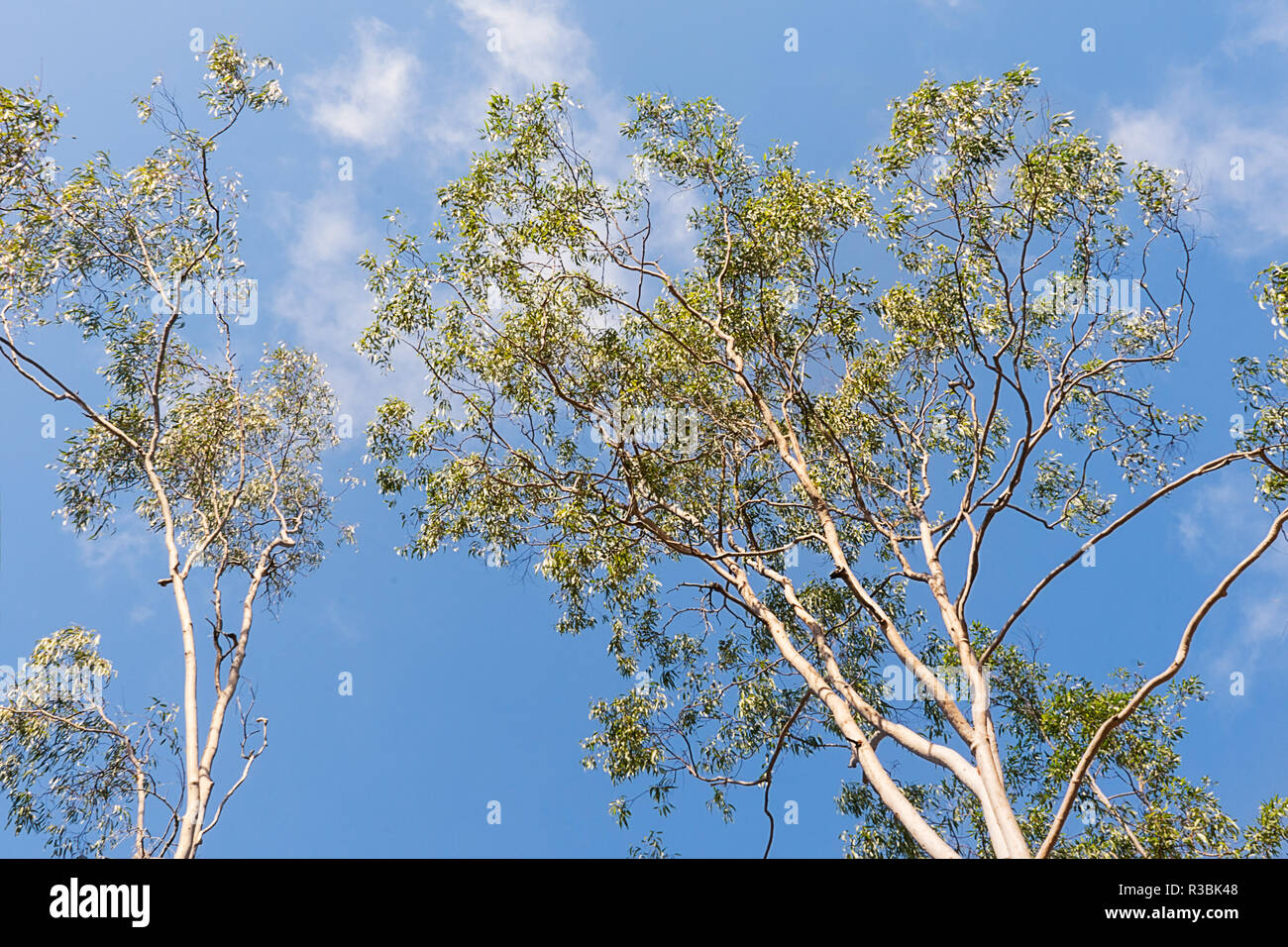 Lemon scented gum hi-res stock photography and images - Alamy