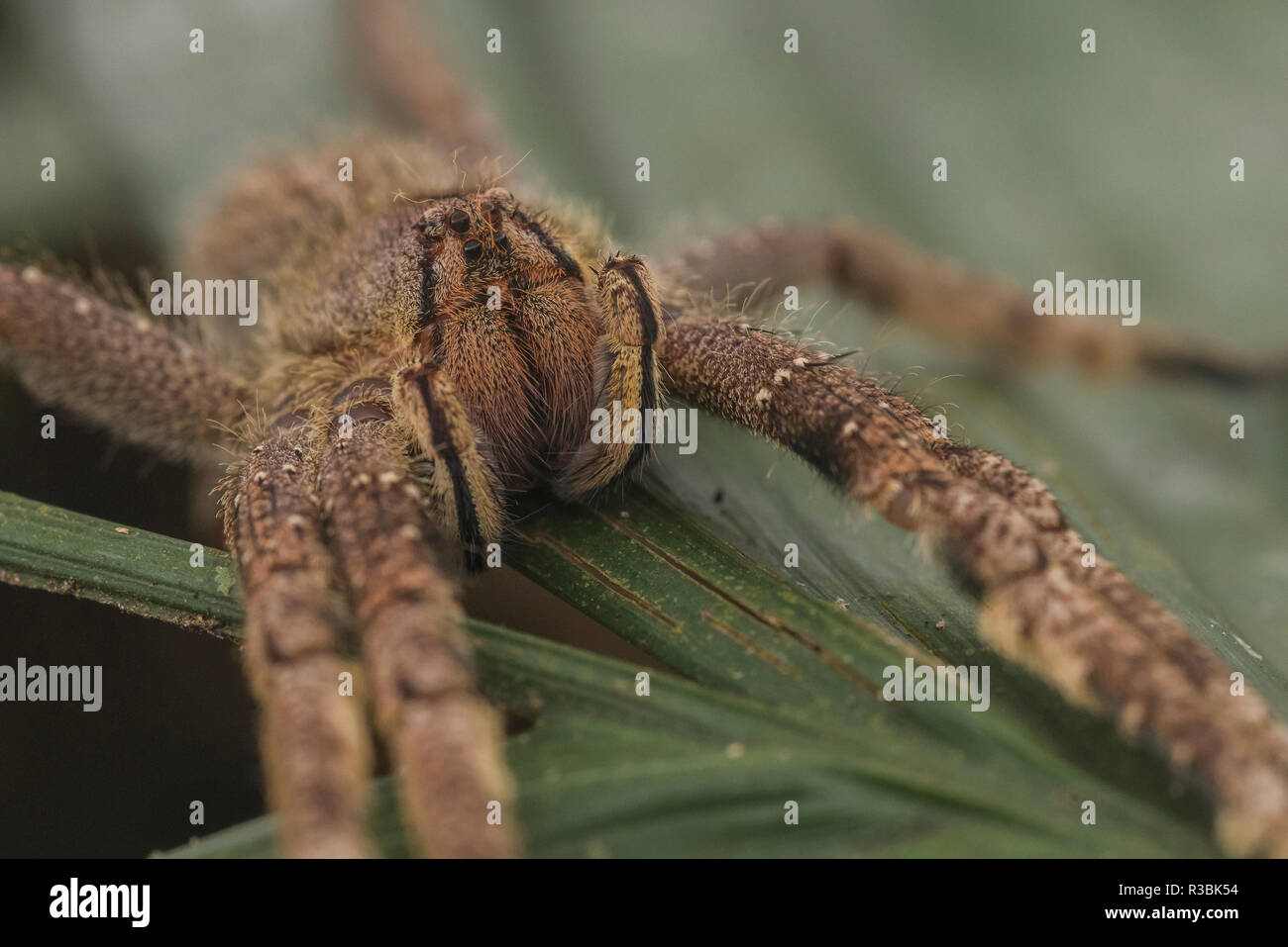 A brazilian wandering spider (Phoneutria) is considered to be one of ...