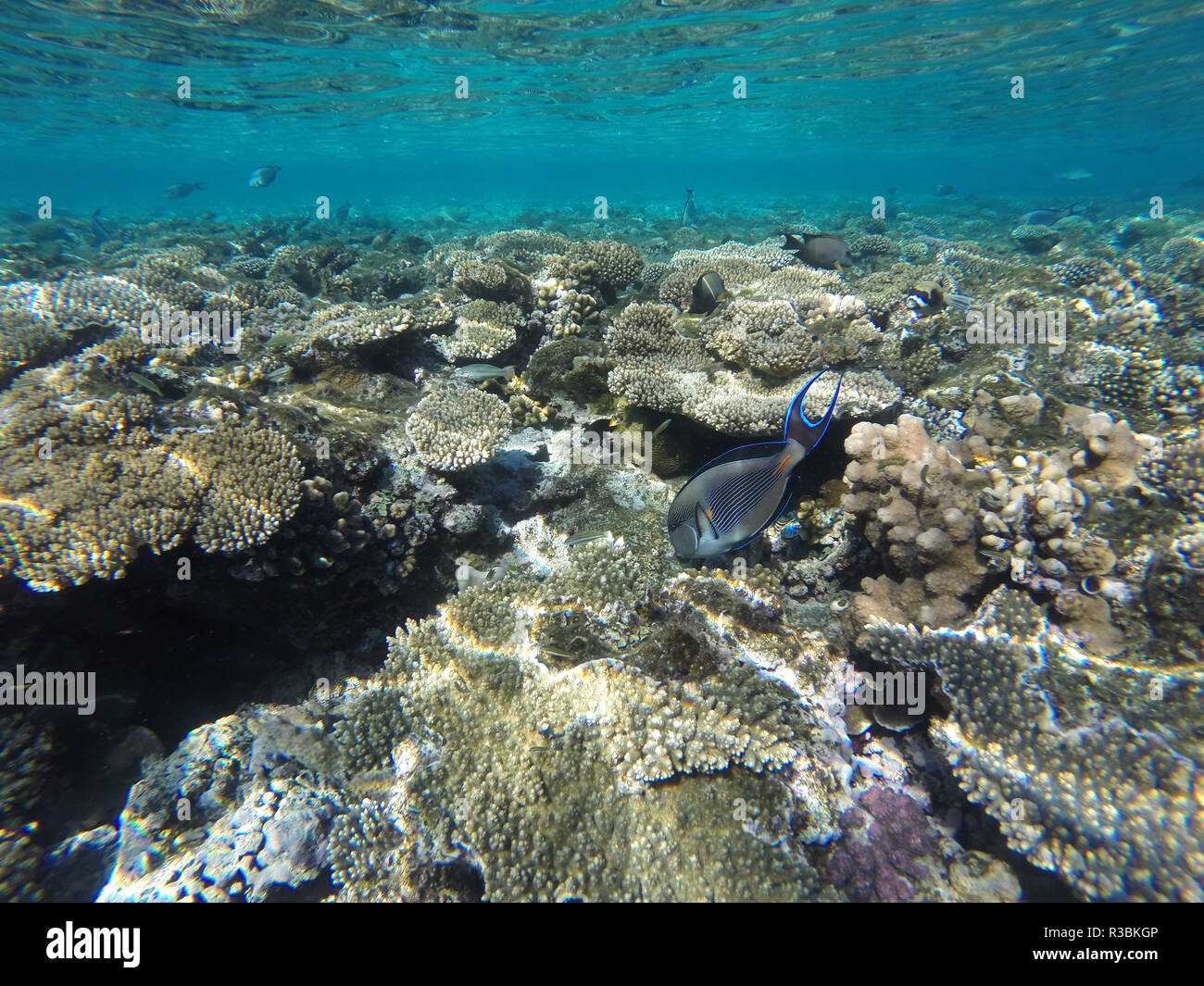 Colorful parrot fish Stock Photo - Alamy