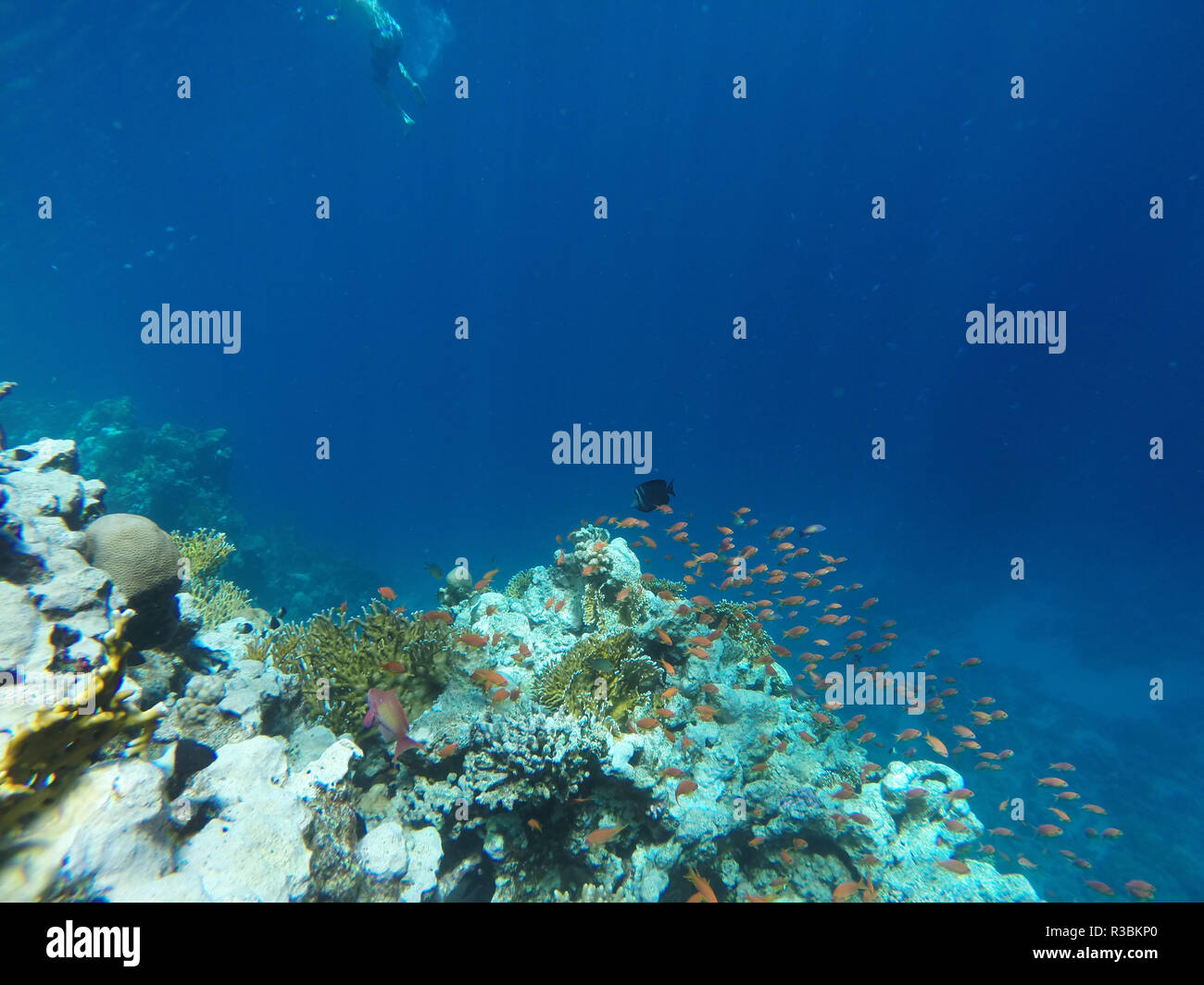 vast diversity fish of other species Stock Photo - Alamy