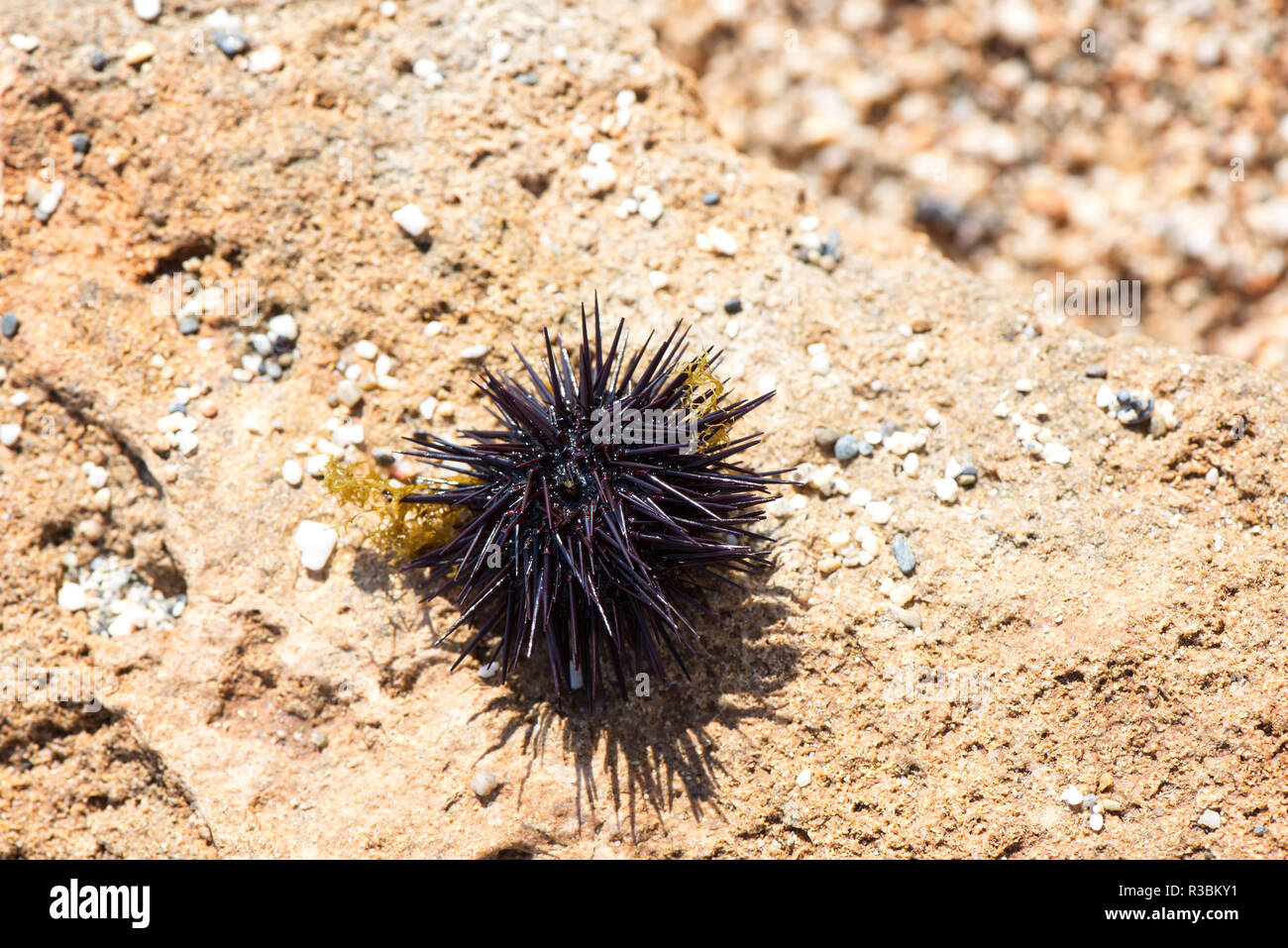 Spiny sea creature hi-res stock photography and images - Alamy