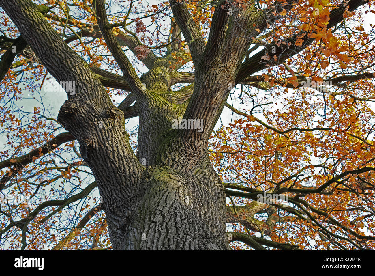 oak tree in autumn Stock Photo - Alamy