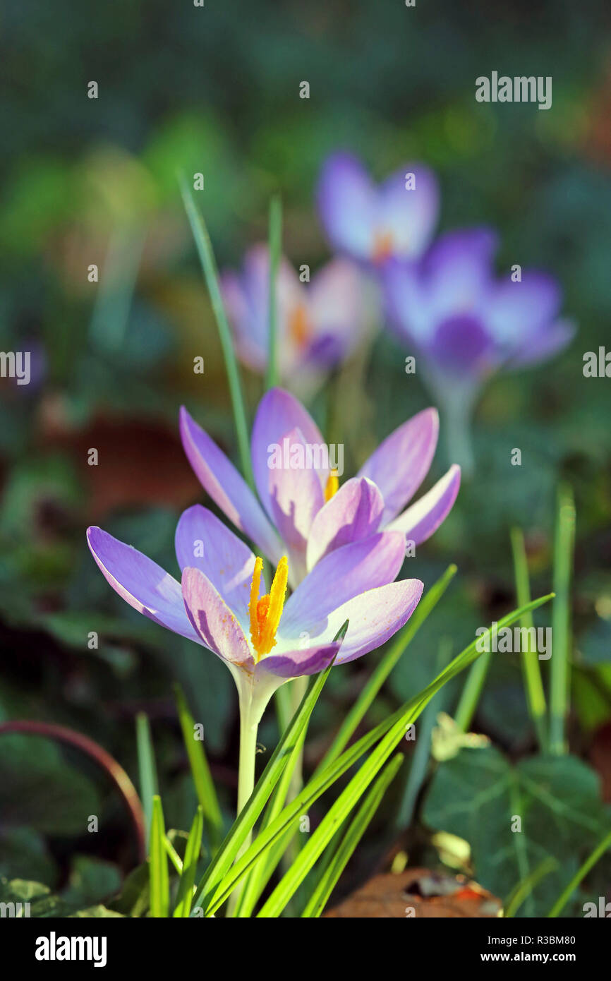 Narbe hi-res stock photography and images - Alamy