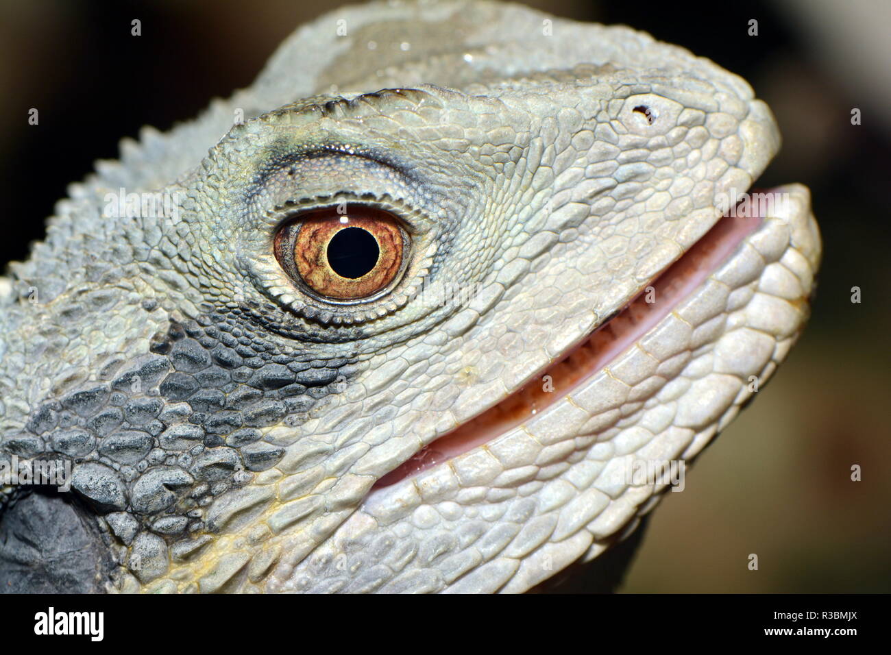 Reptile lizard saurian hovel crawler hi-res stock photography and ...