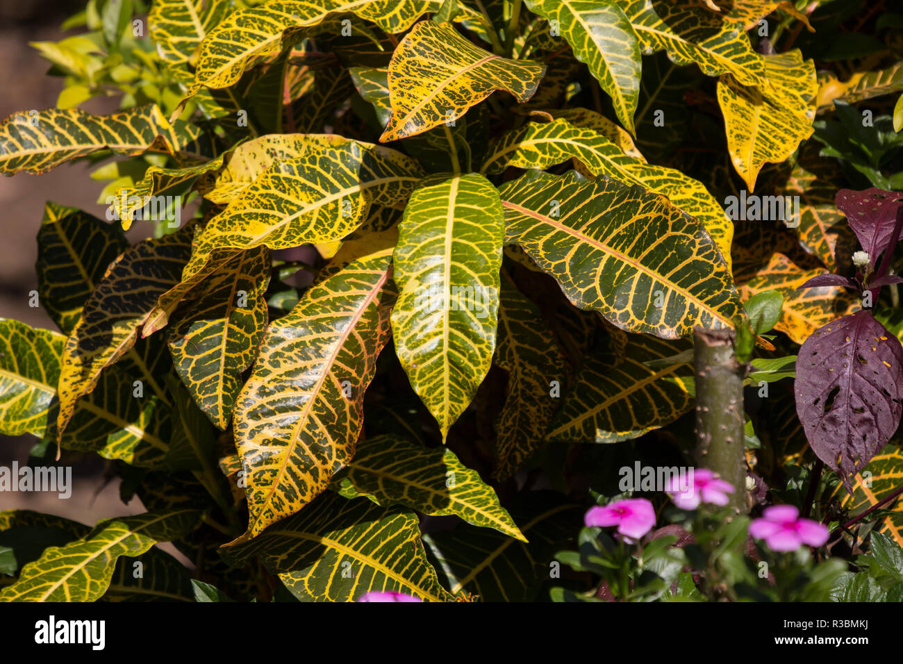Close up Leaf of croton tree Stock Photo - Alamy