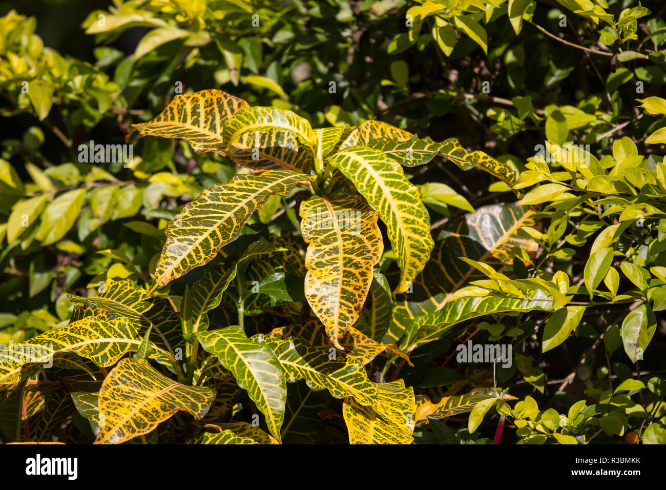 Close up Leaf of croton tree Stock Photo - Alamy