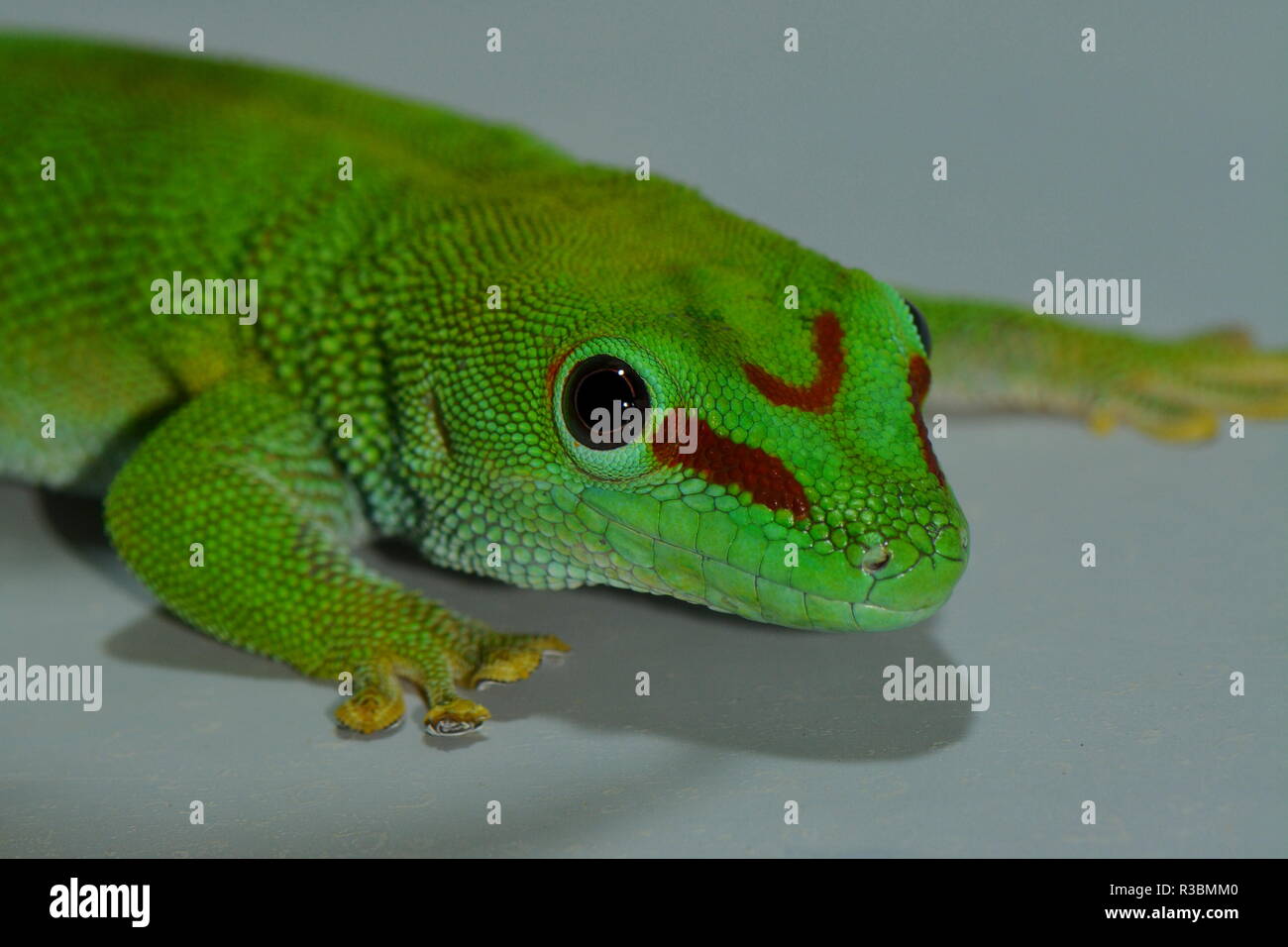 Reptile lizard saurian hovel crawler hi-res stock photography and ...