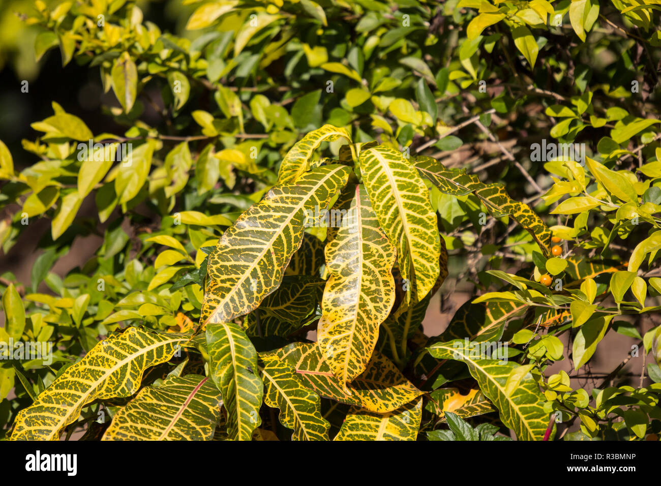 Close up Leaf of croton tree Stock Photo - Alamy