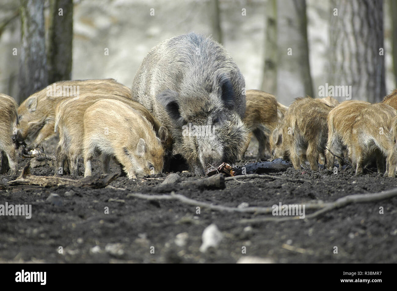 Wild enclosures hi-res stock photography and images - Alamy