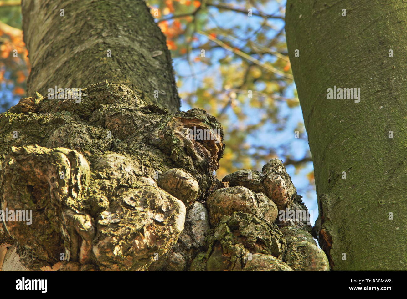 faces of the forest Stock Photo - Alamy