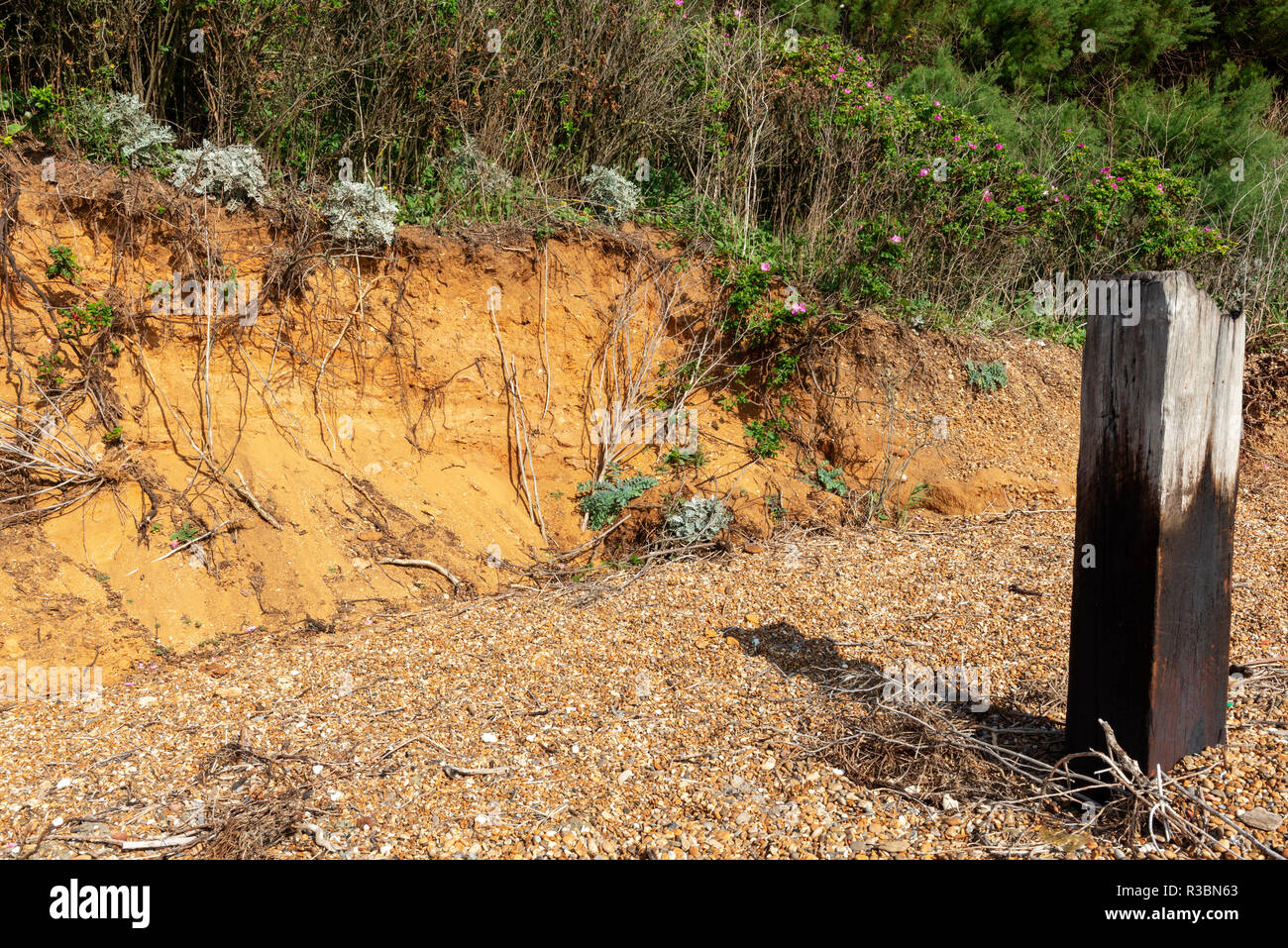 Eroded wooden groynes, Bawdsey Ferry, Suffolk, UK Stock Photo - Alamy