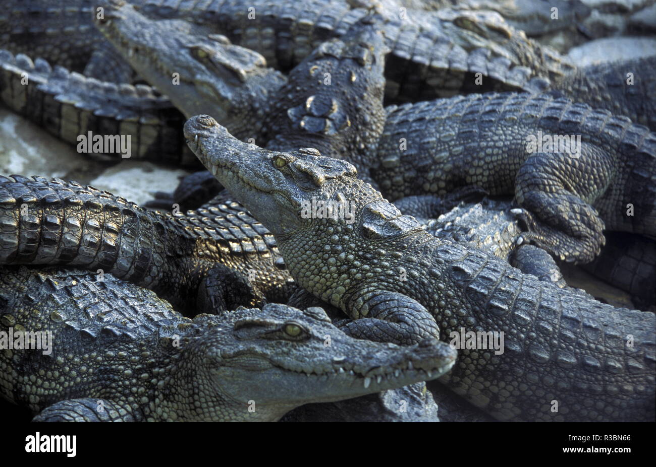 Krokodil zucht hi-res stock photography and images - Alamy