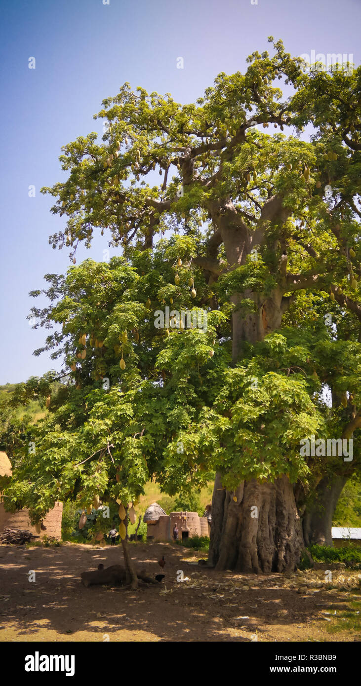 Somba tribe hi-res stock photography and images - Alamy