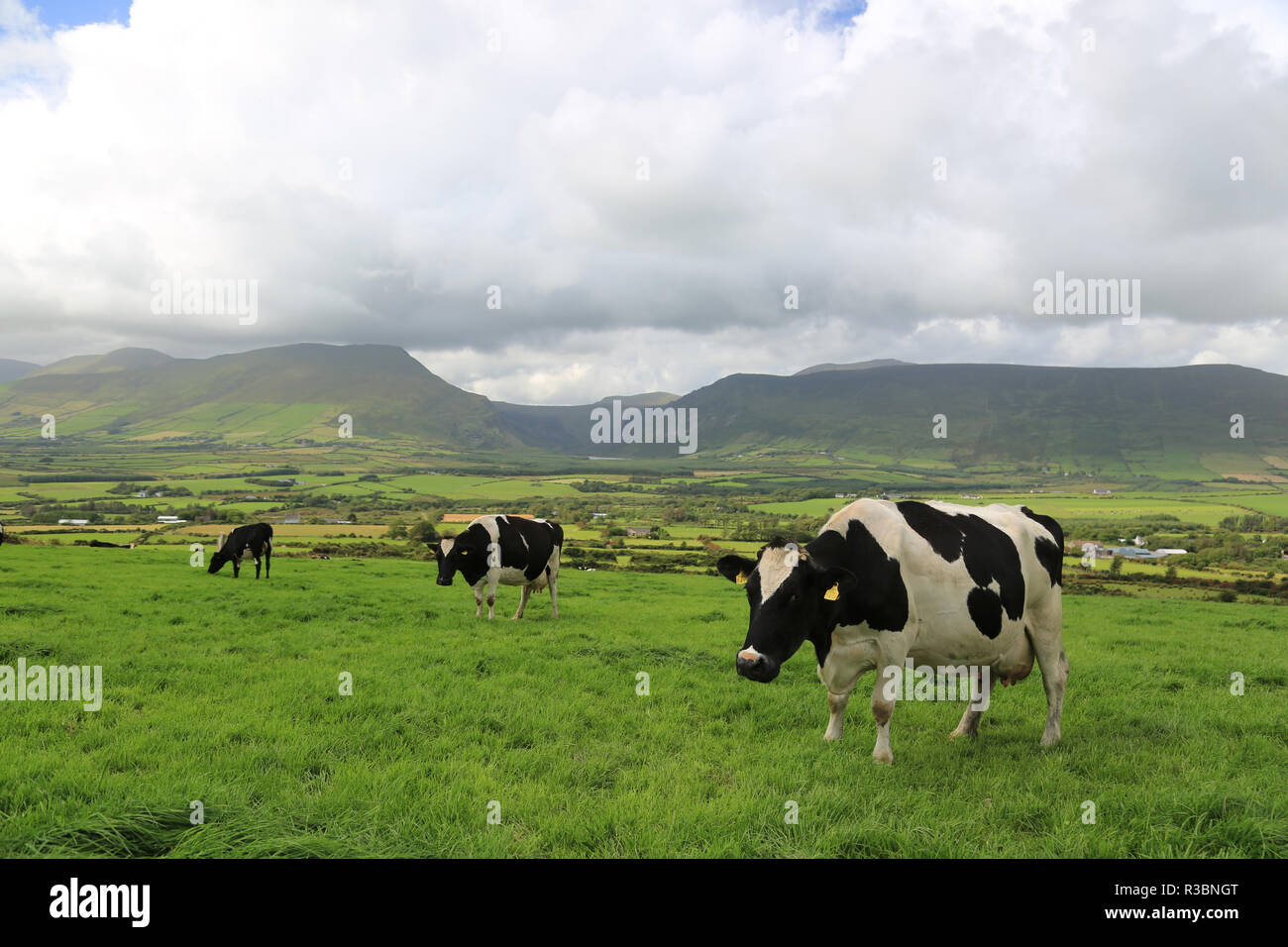 farm animals in green field pastures wild atlantic way, county kerry ...