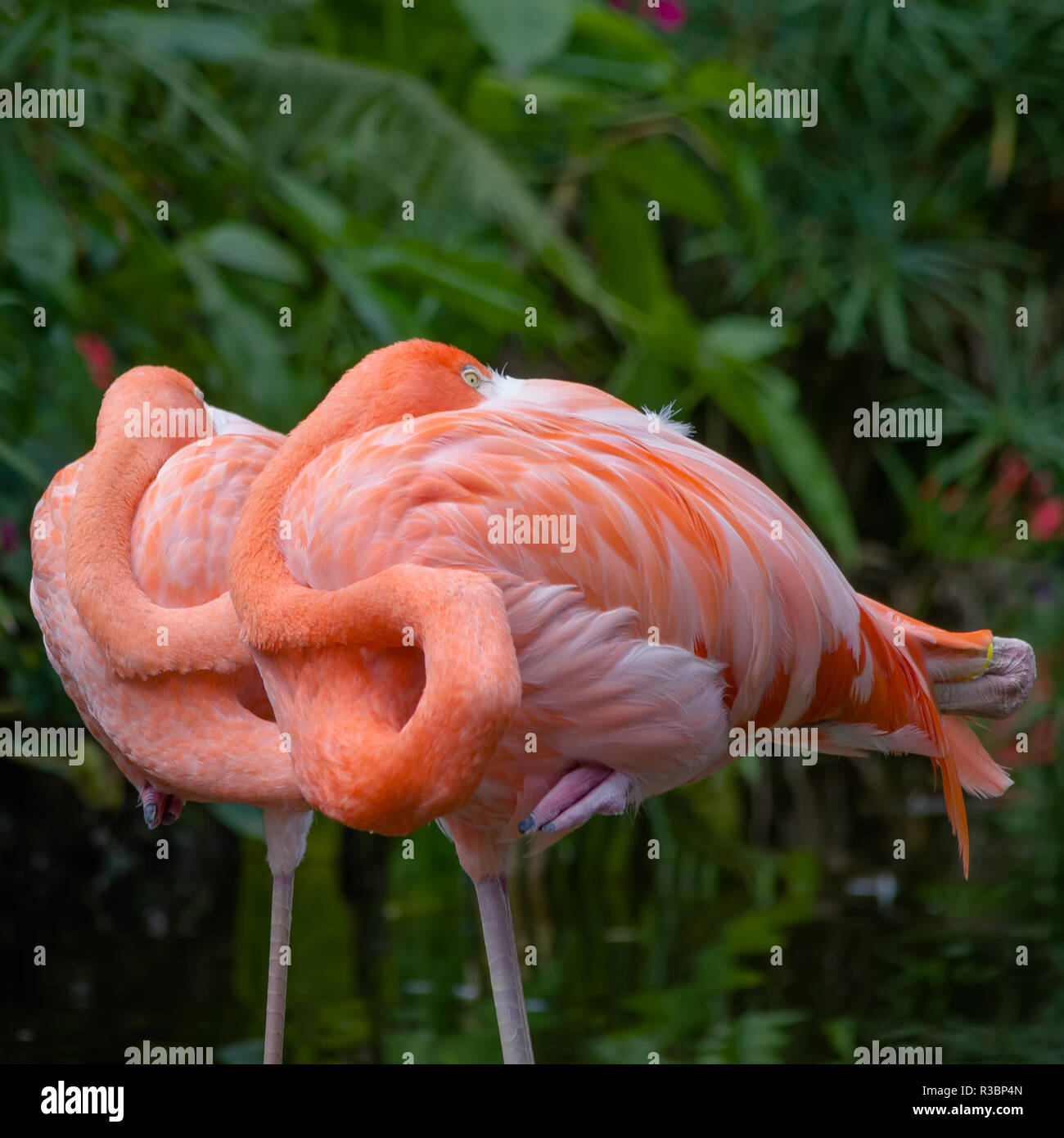 Cute funny flamingos hi-res stock photography and images - Alamy