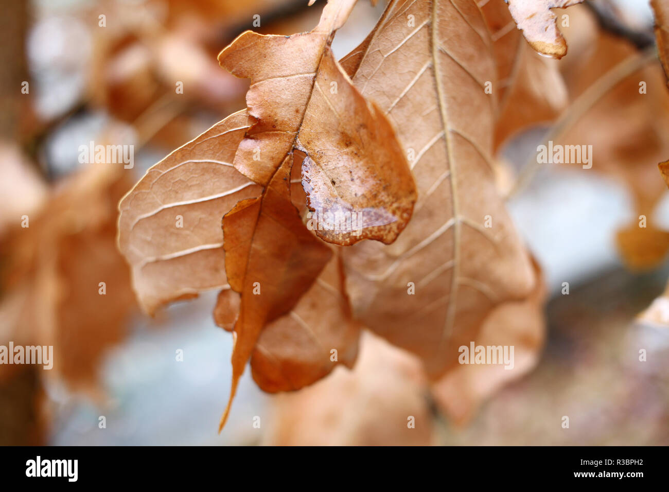 Differnt Autumn leaves on the ground. Season Autumn concept. Natural ...