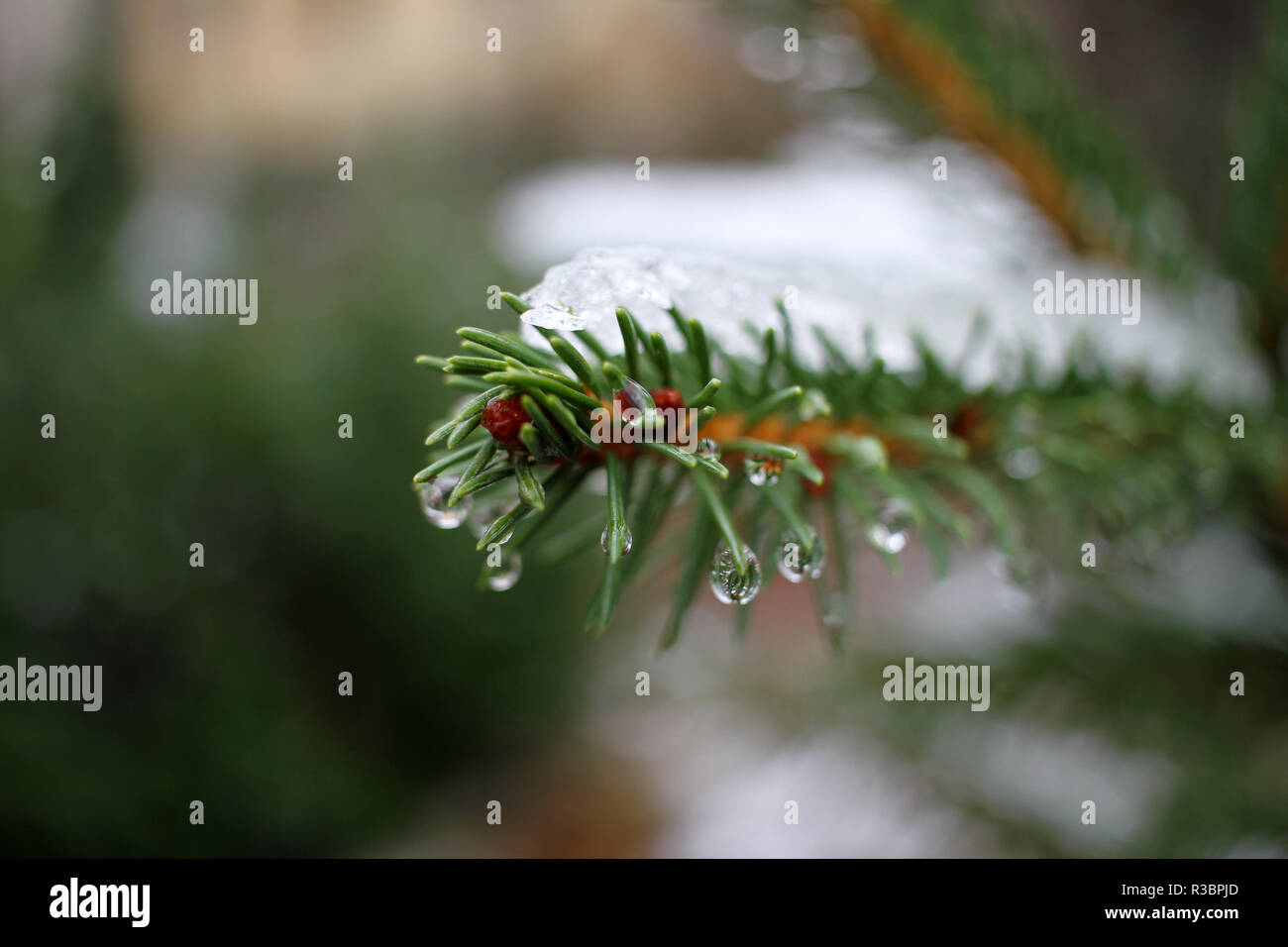 Close up beautiful melting dripping hi-res stock photography and images ...