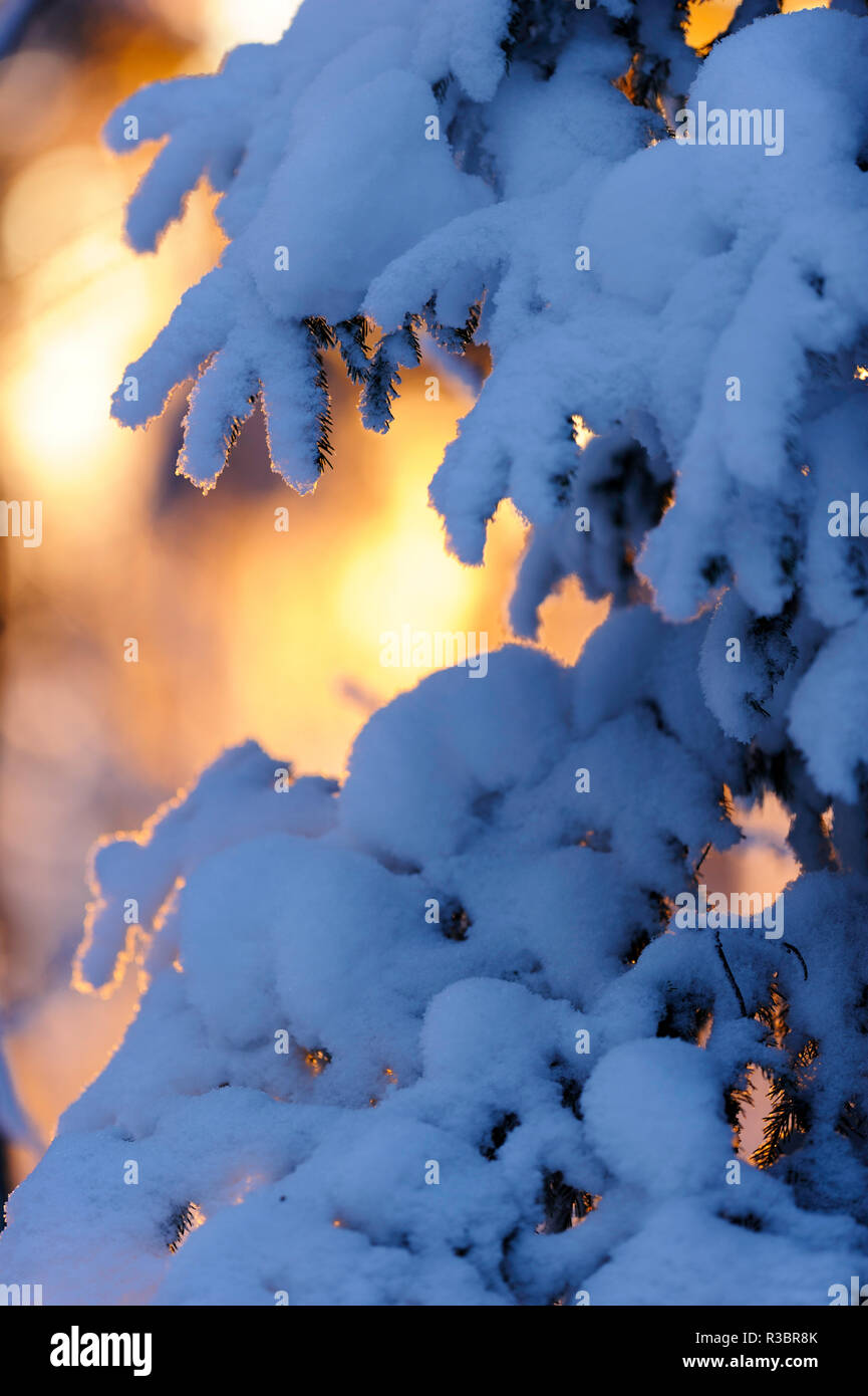 Boreal snow forest hi-res stock photography and images - Alamy