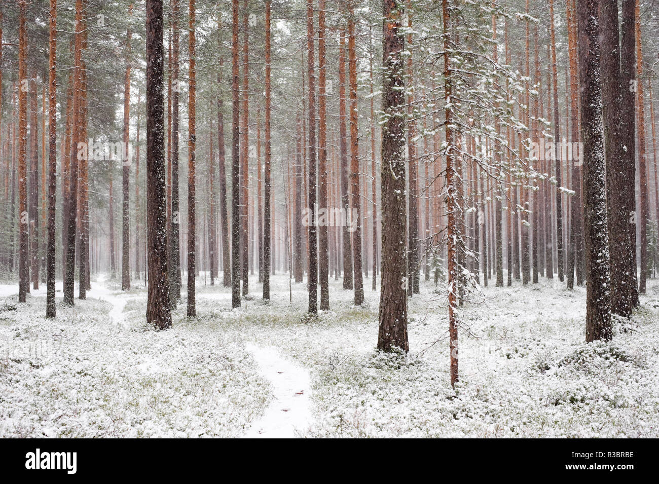 The forest trail hi-res stock photography and images - Alamy