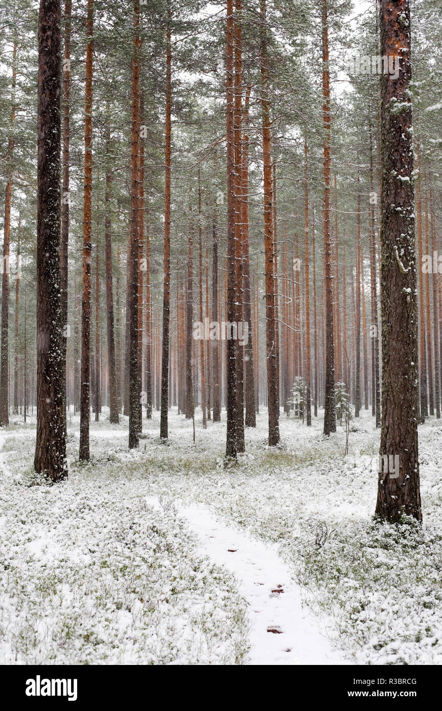 Beautiful forest path in winter hi-res stock photography and images - Alamy