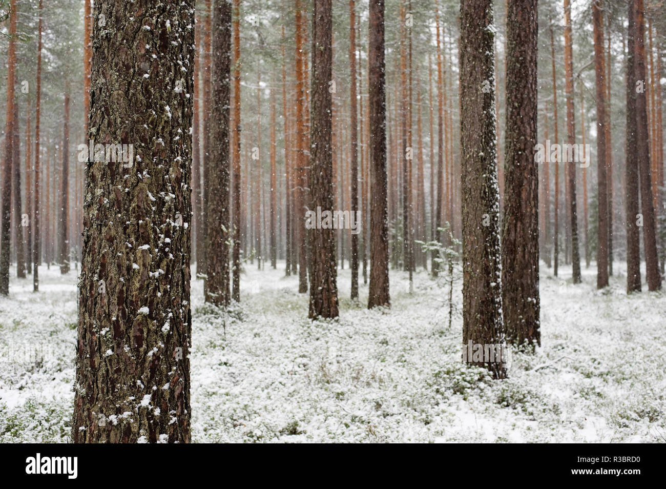 Snowfall in forest of pine trees hi-res stock photography and images ...