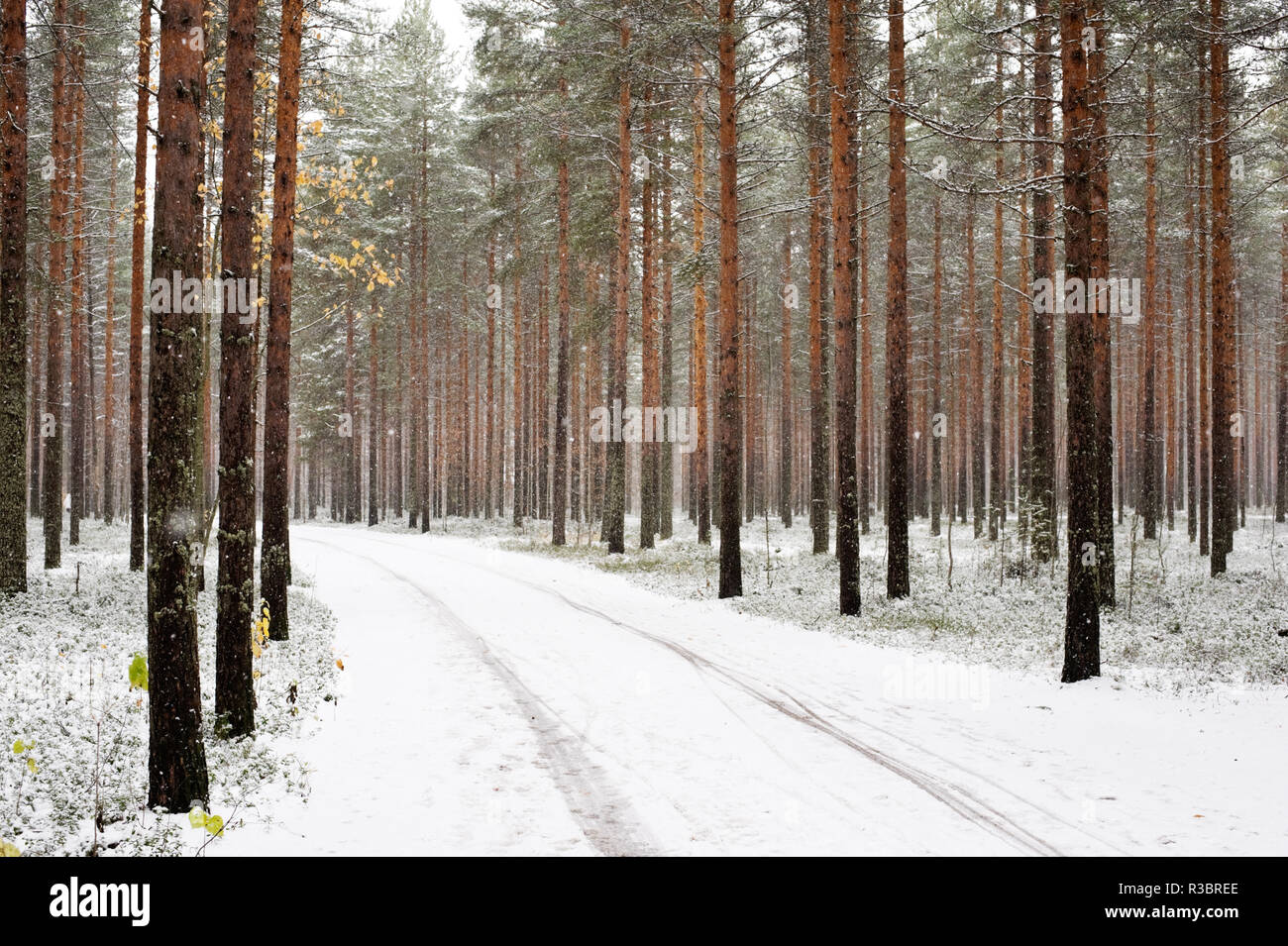 Forest path winding its way through a winter woods. Fresh snow covering ...