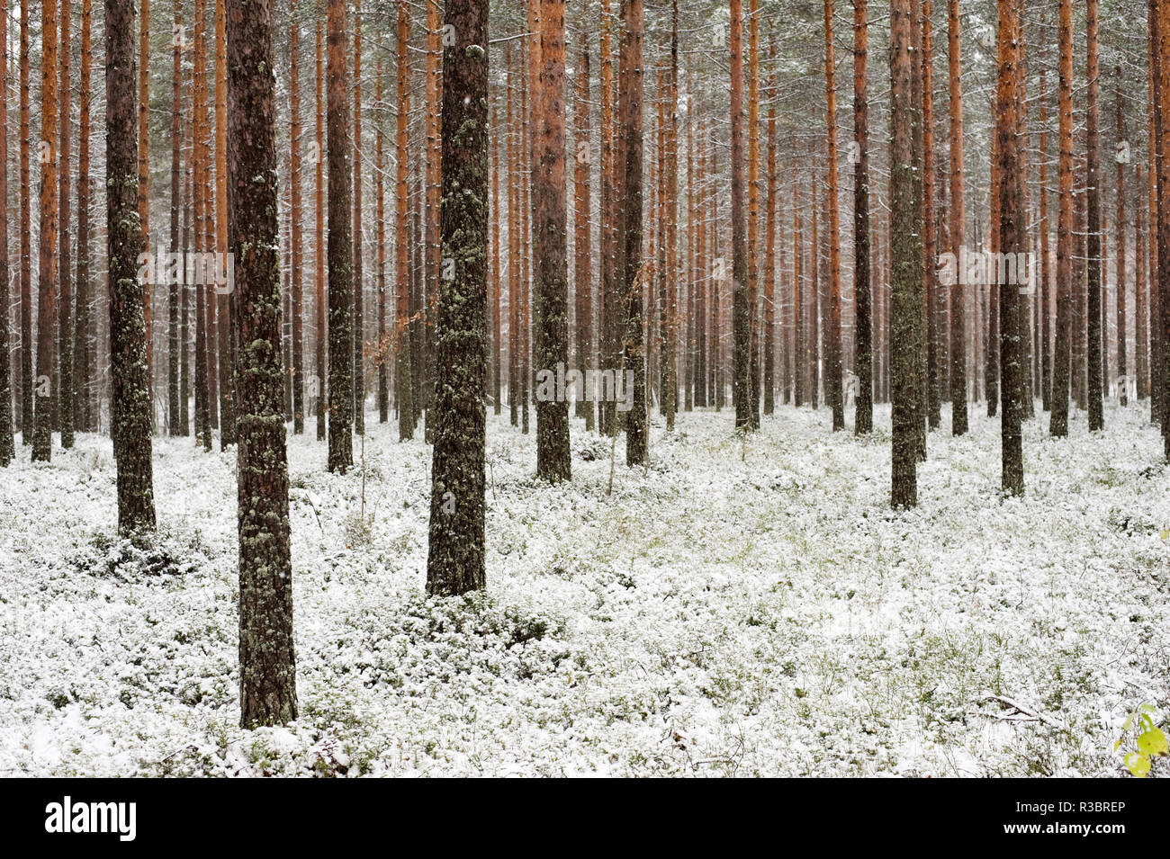 Pine forest in snowfall Stock Photo - Alamy