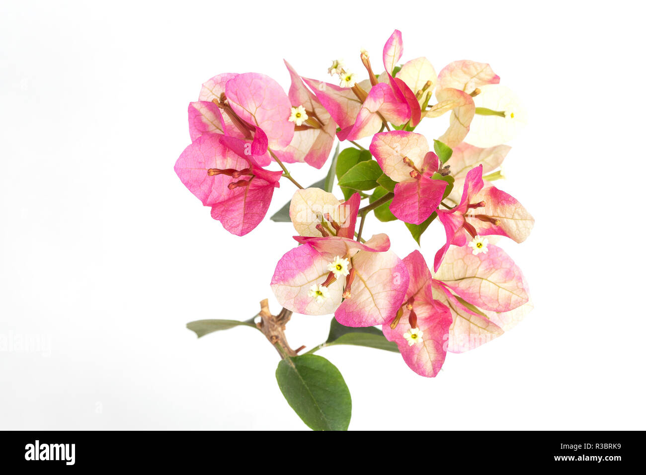 Bougainvillea inflorescence Chameleon pink color on a white background ...