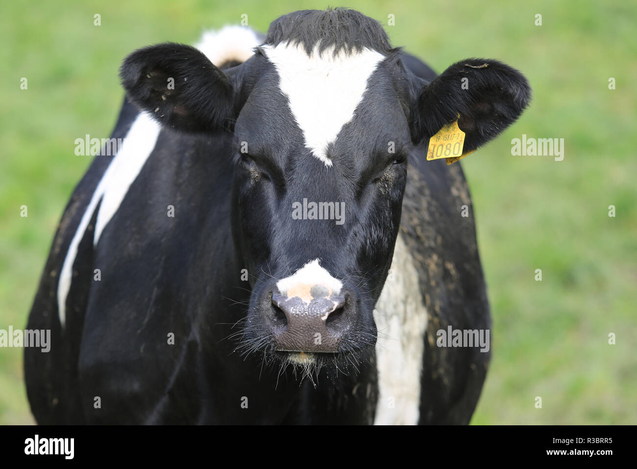 Friesians grazing hi-res stock photography and images - Alamy