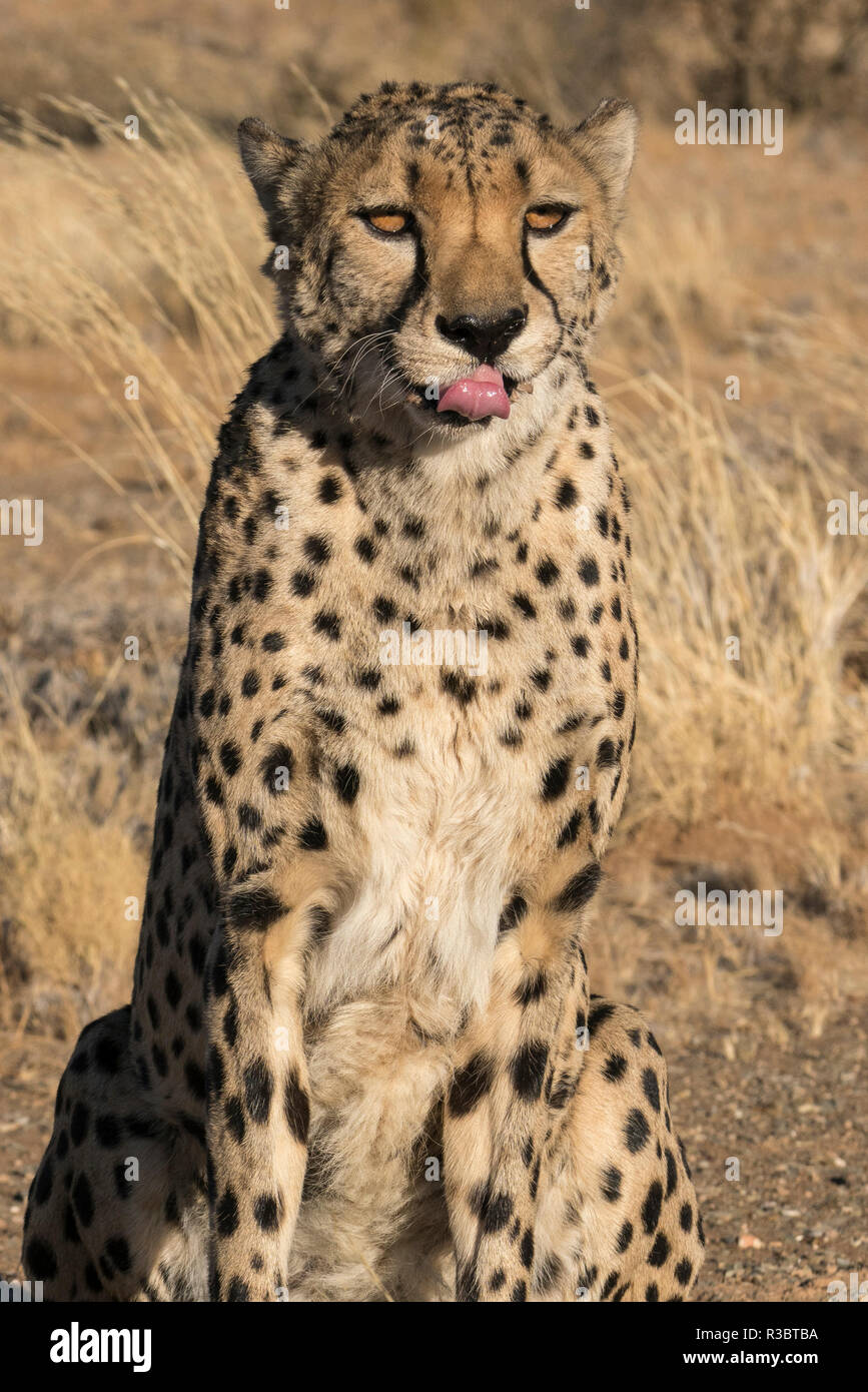 Africa, Namibia. A captive cheetah, Acinonyx jubatas with tongue out ...
