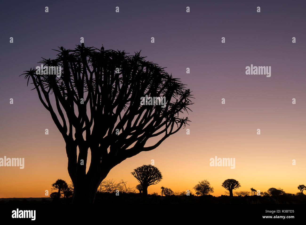 Namibia. A Quiver tree, actually a giant aloe, aloe dichotoma, stands ...