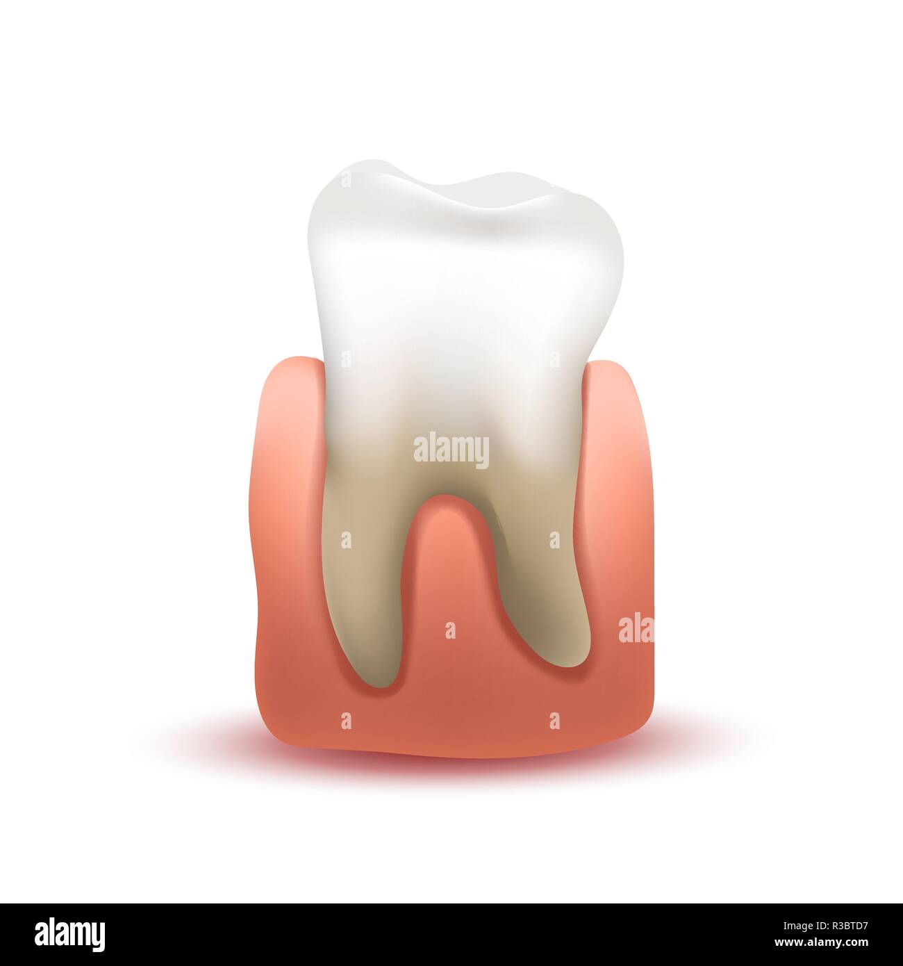 Realistic human tooth in pink gum on white Stock Vector Image & Art - Alamy