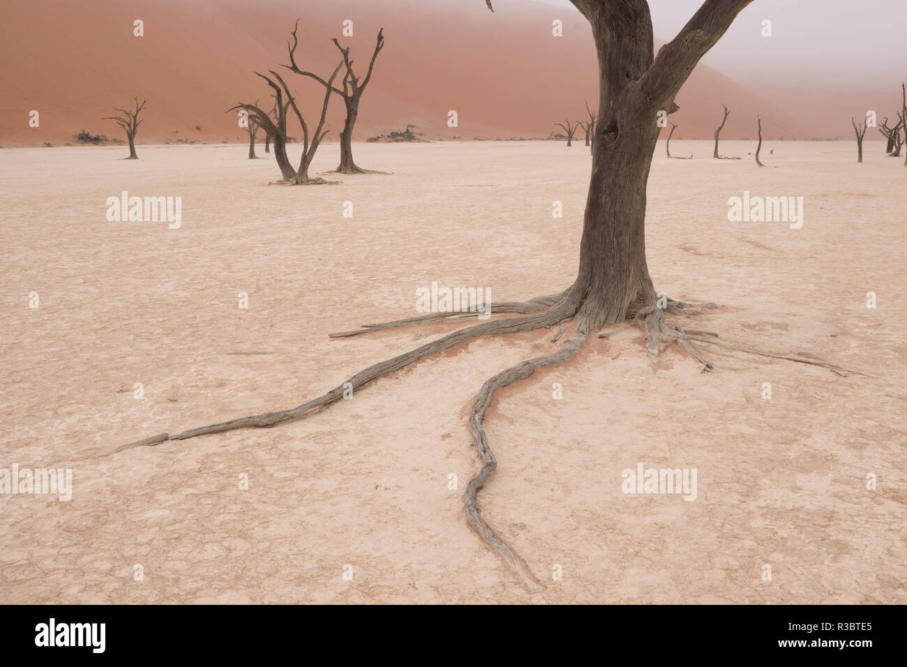 Ancient dead Camelthorn Acacia trees survived in years past by ...
