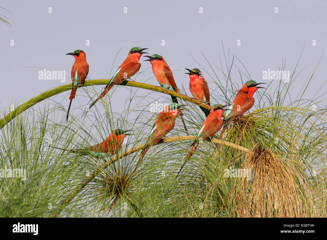 Southern Carmine Bee-eaters (merops nubicoides), perched on a tree ...
