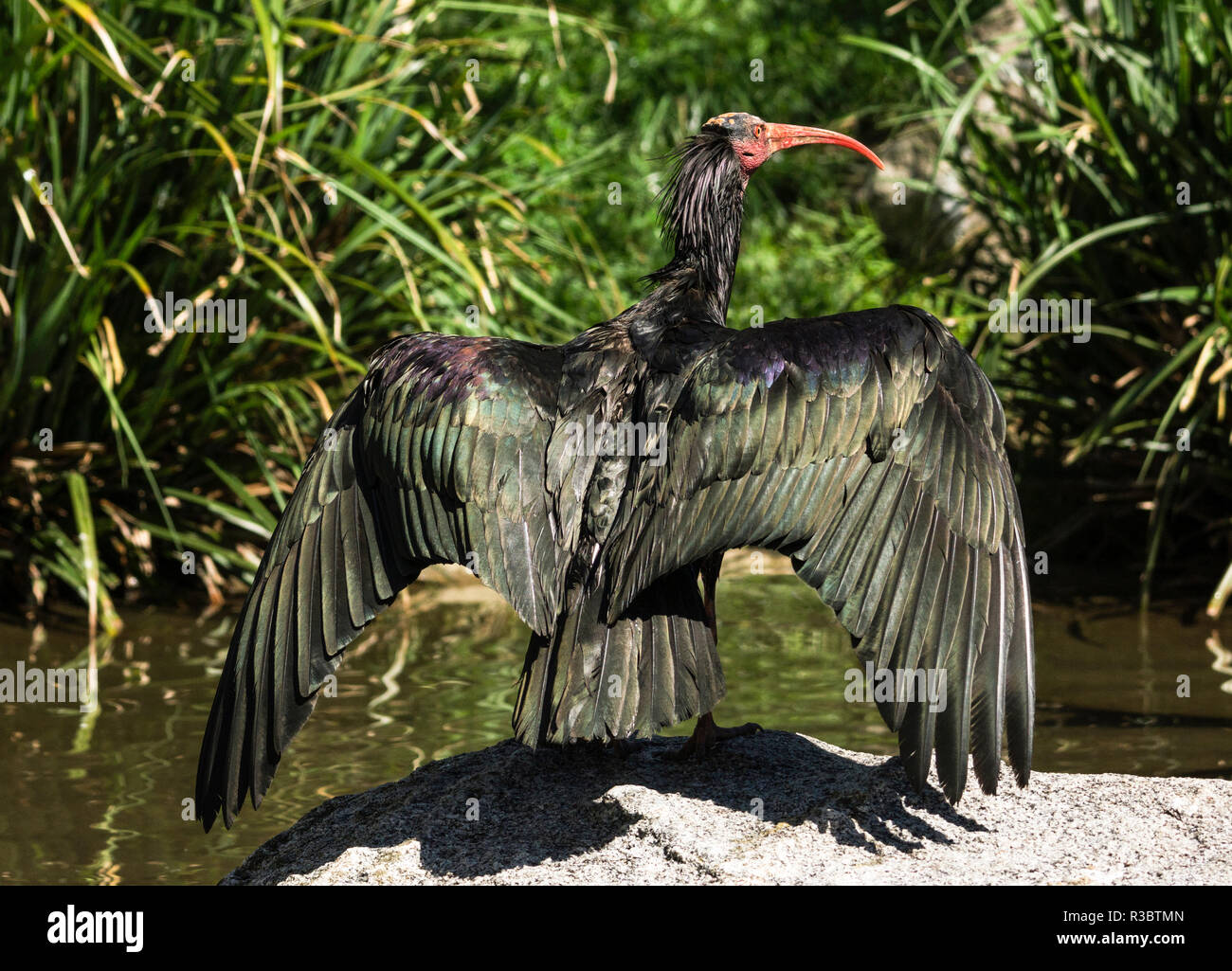 The Bald Ibis (Geronticus eremita) is one of the worlds rarest birds ...