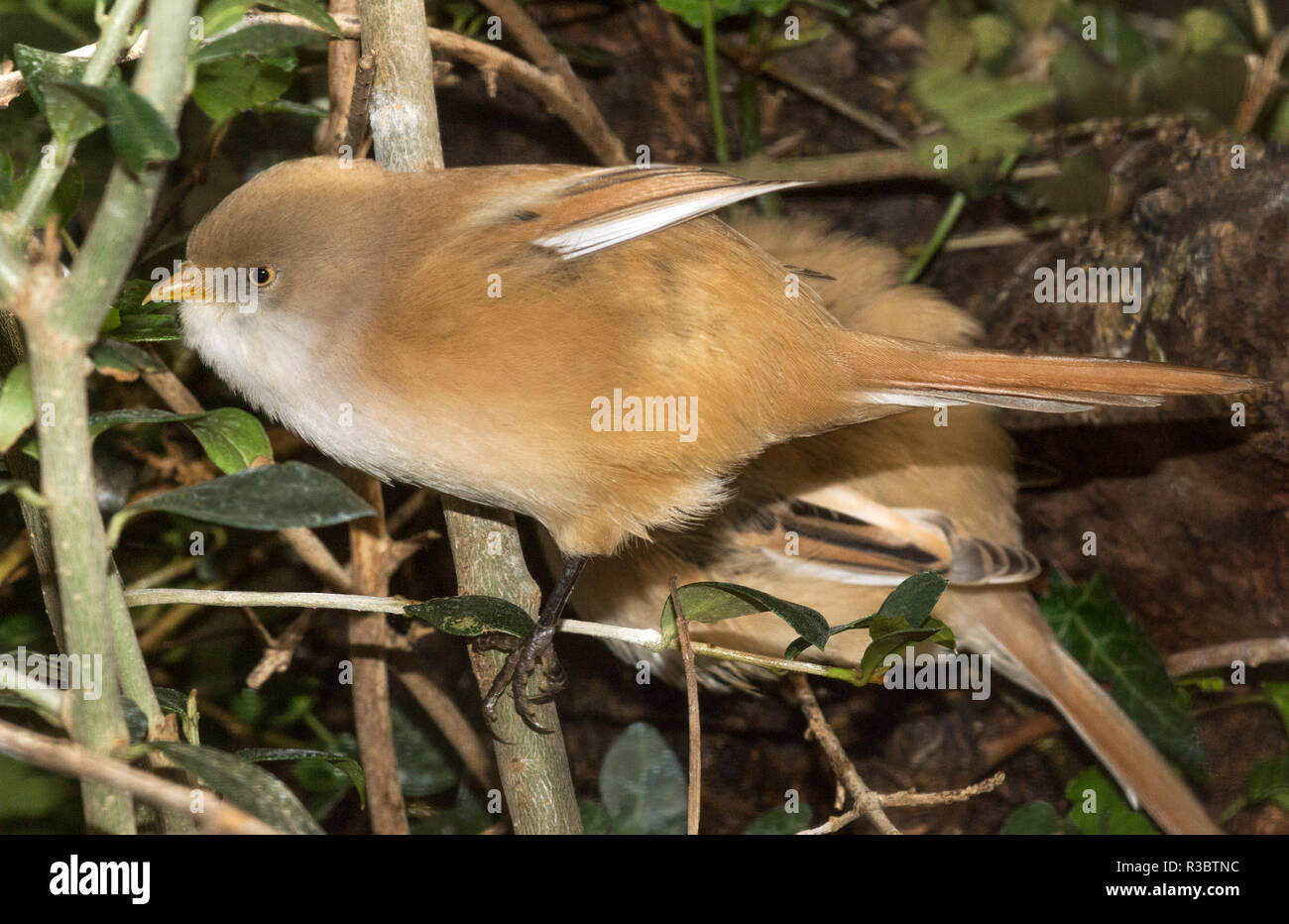 The Bearded Tit (Panurus biarmicus) is a charming small bird with a ...