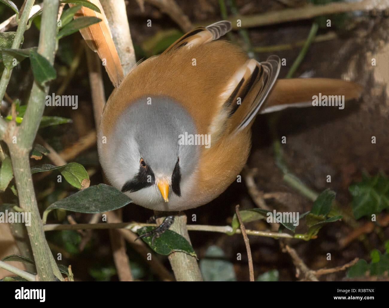 The Bearded Tit (Panurus biarmicus) is a charming small bird with a ...